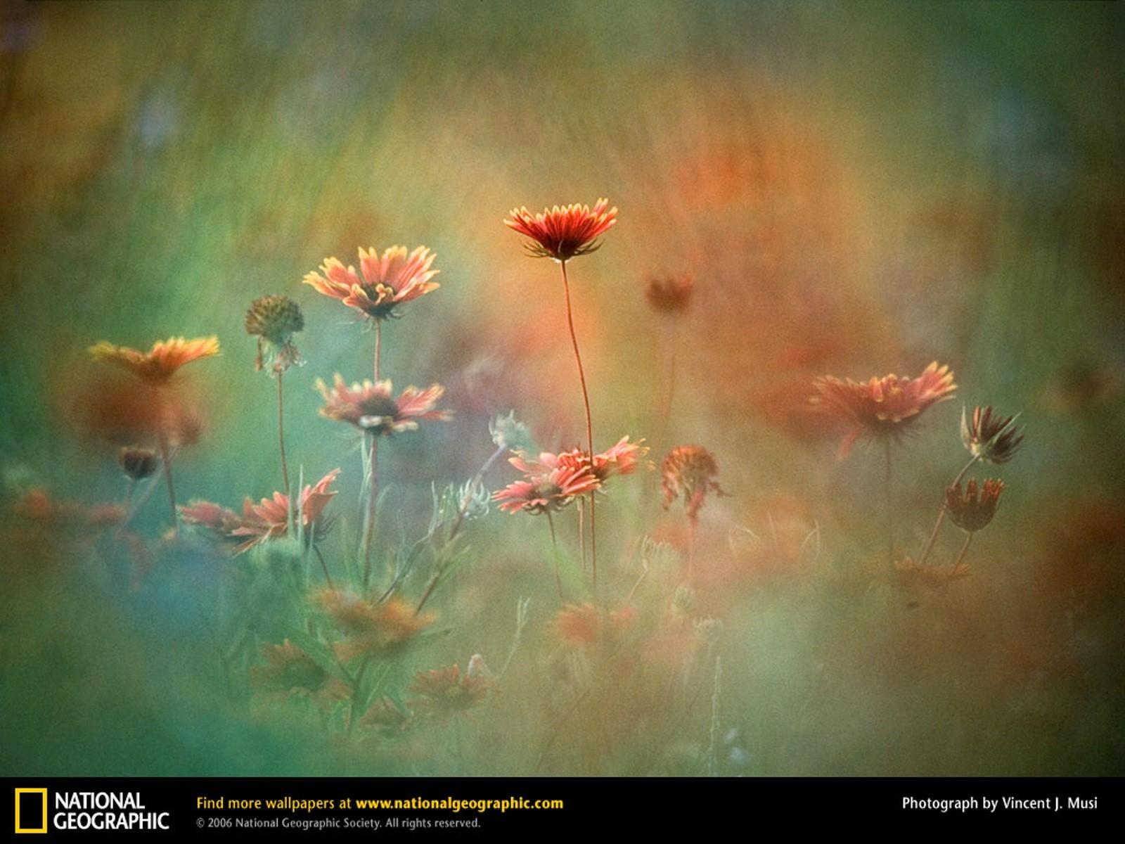 National Geographic Spring Wallpapers - Top Free National Geographic ...