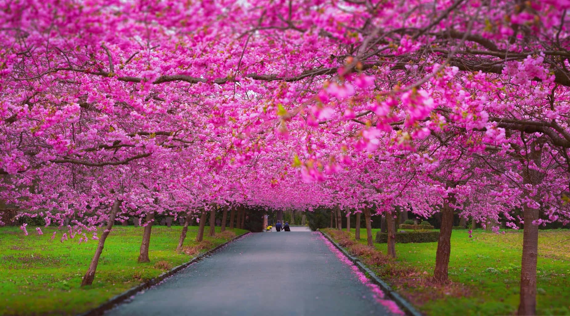 National Geographic Spring Wallpapers - Top Free National Geographic ...