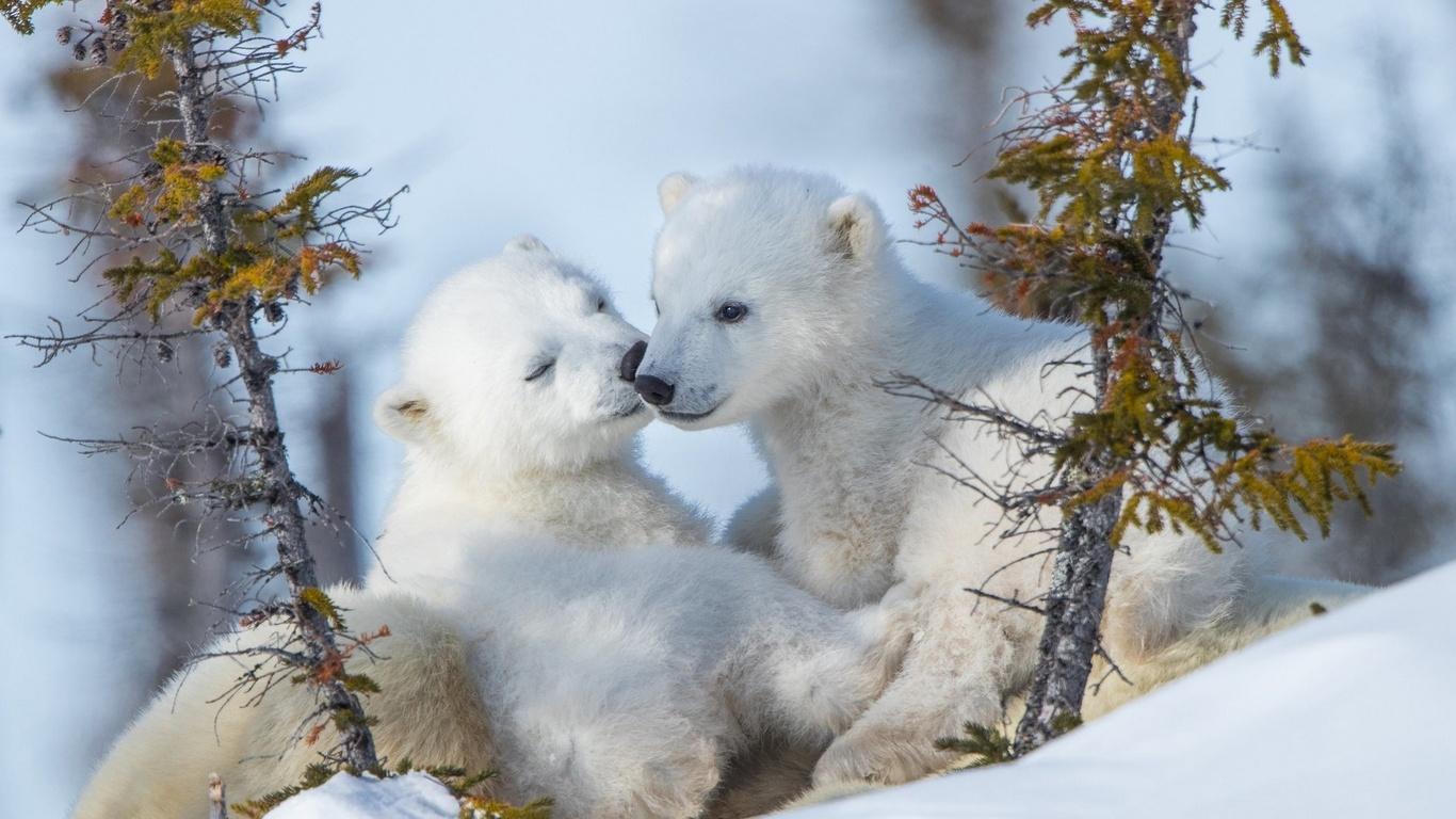 Snow Baby Wallpapers - Top Free Snow Baby Backgrounds - WallpaperAccess