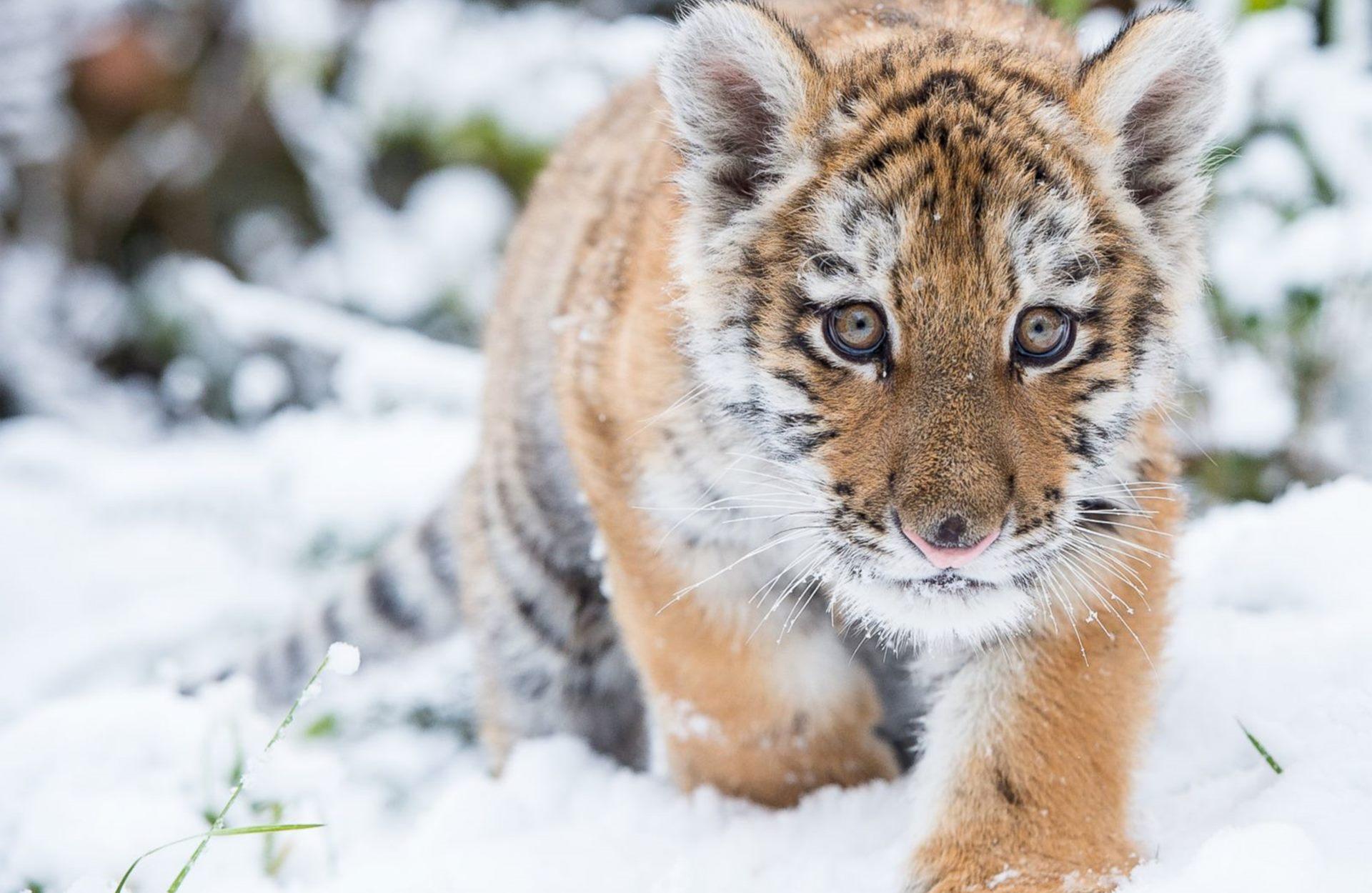 Snow Baby Wallpapers - Top Free Snow Baby Backgrounds - WallpaperAccess