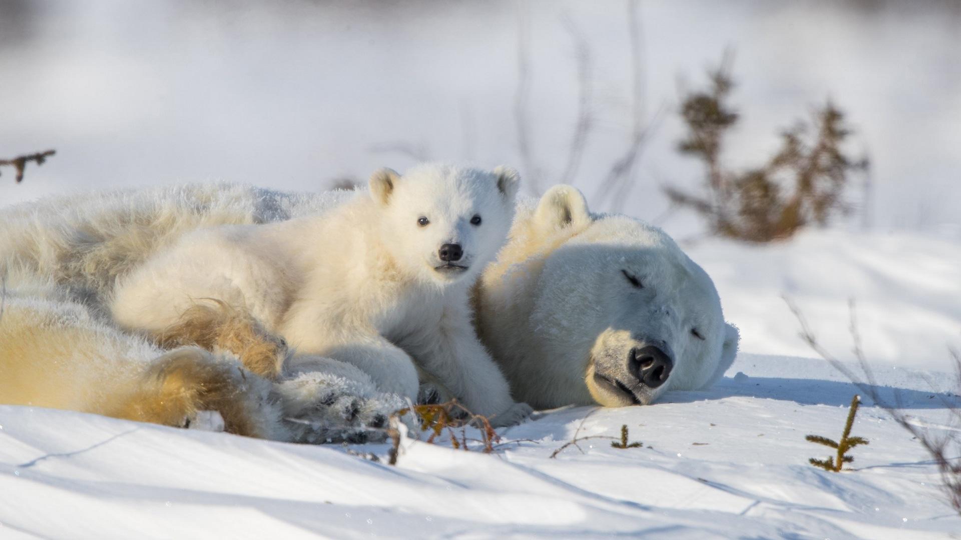 Snow Baby Wallpapers - Top Free Snow Baby Backgrounds - WallpaperAccess