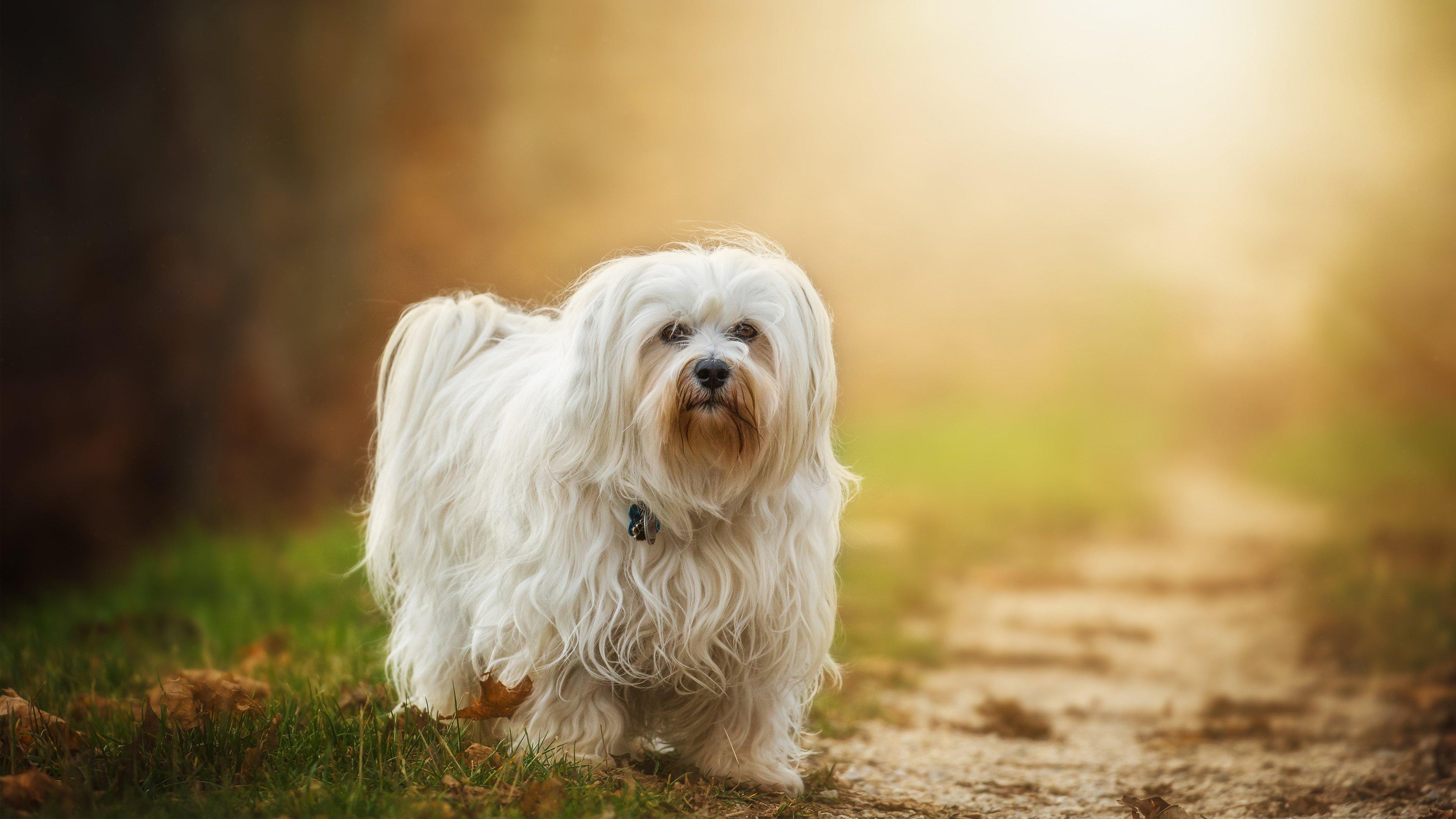 Havanese Wallpapers - Top Free Havanese Backgrounds - WallpaperAccess