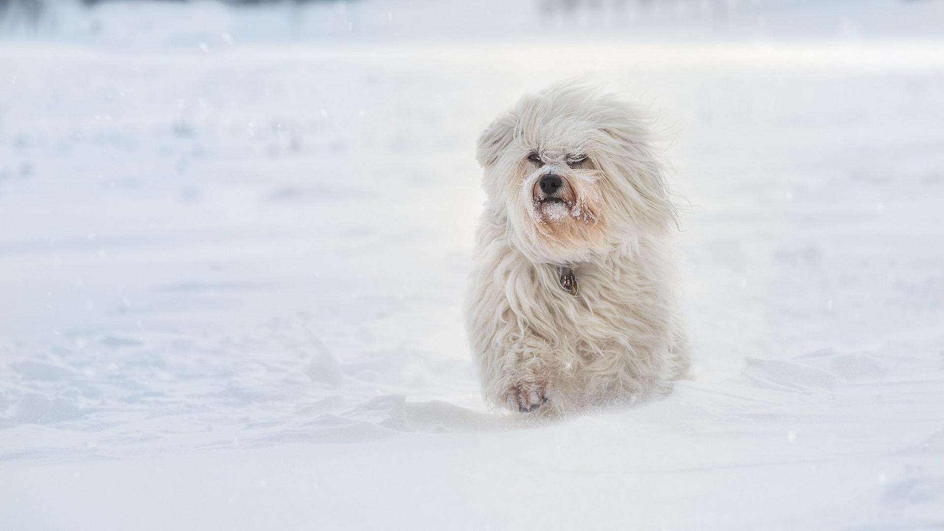 Havanese Wallpapers - Top Free Havanese Backgrounds - WallpaperAccess