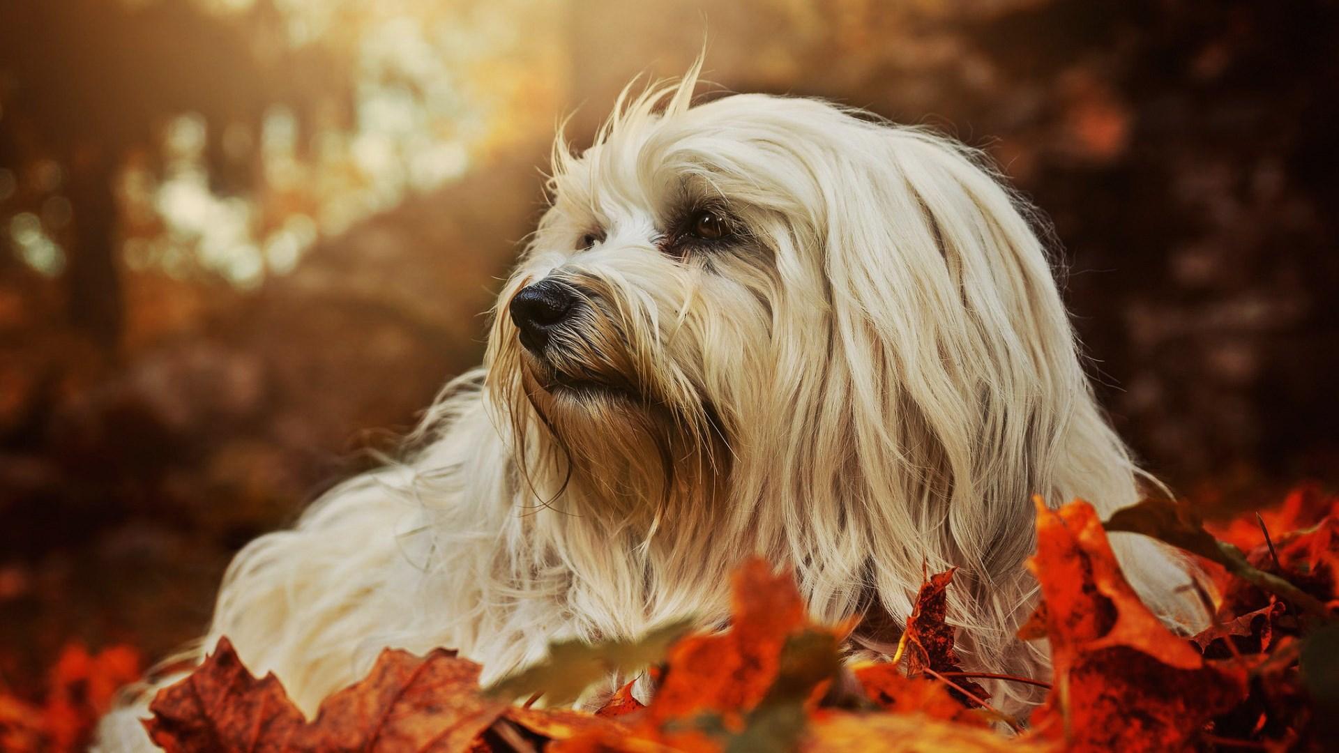 Havanese Wallpapers - Top Free Havanese Backgrounds - WallpaperAccess