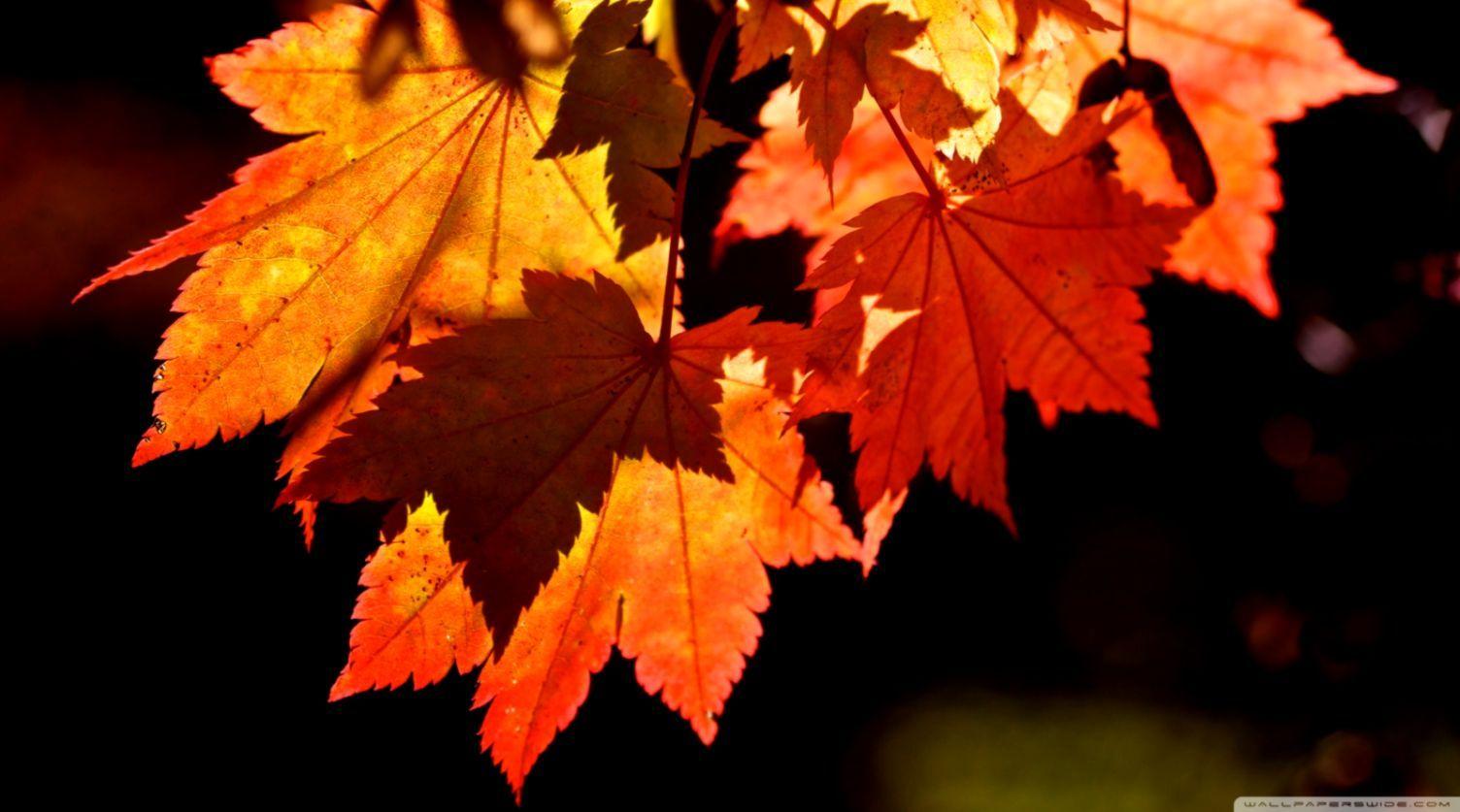 Ultra HD Autumn Wallpapers - Top Free Ultra HD Autumn Backgrounds - WallpaperAccess