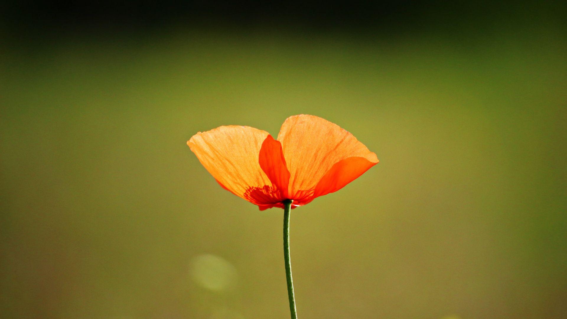 Orange Poppies Wallpapers - Top Free Orange Poppies Backgrounds ...