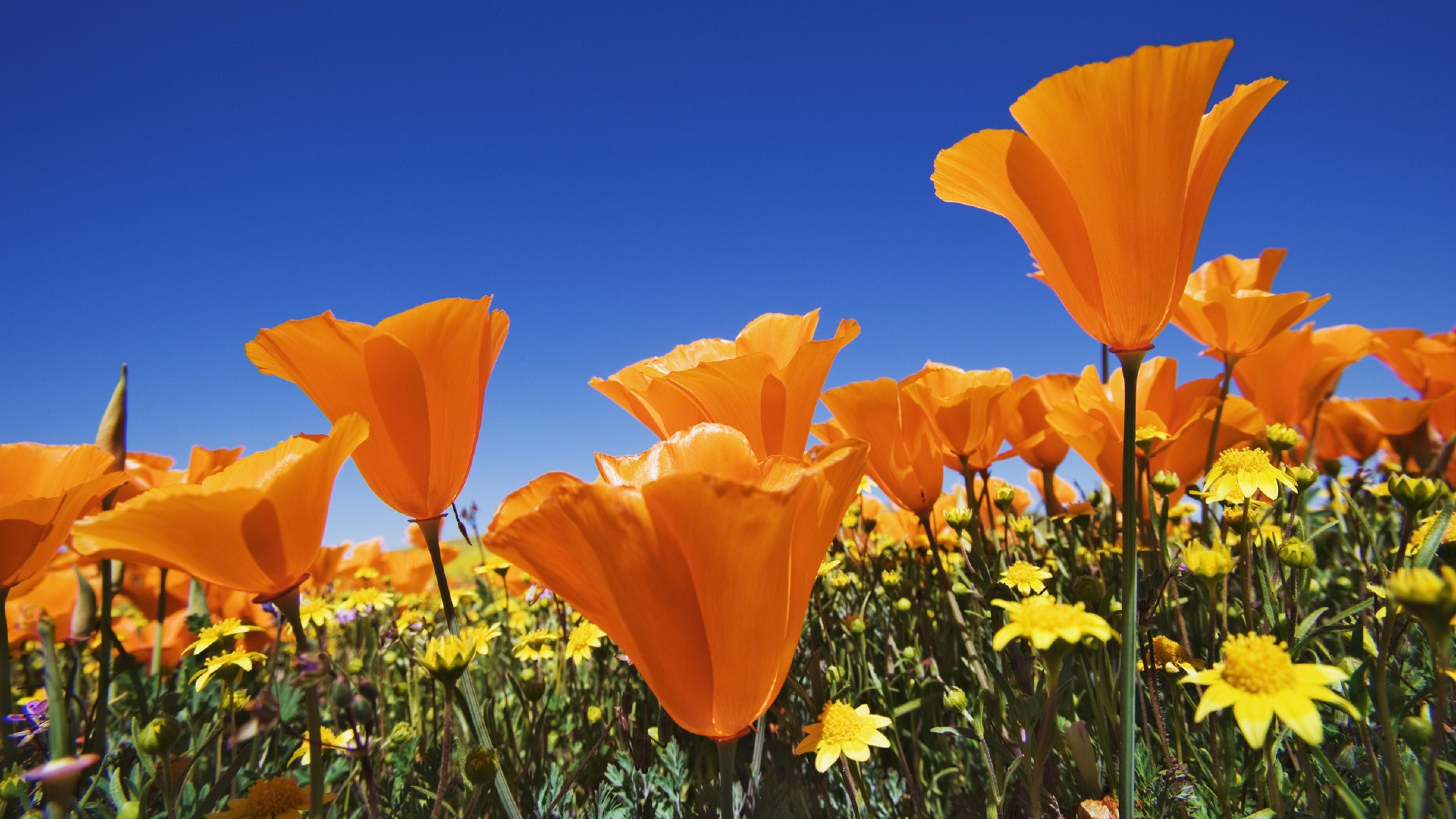Orange Poppies Wallpapers - Top Free Orange Poppies Backgrounds ...