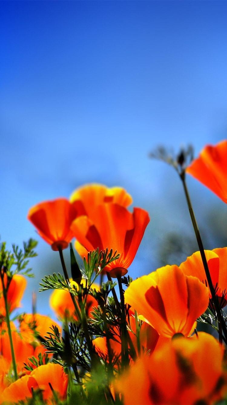 Orange Poppies Wallpapers - Top Free Orange Poppies Backgrounds ...