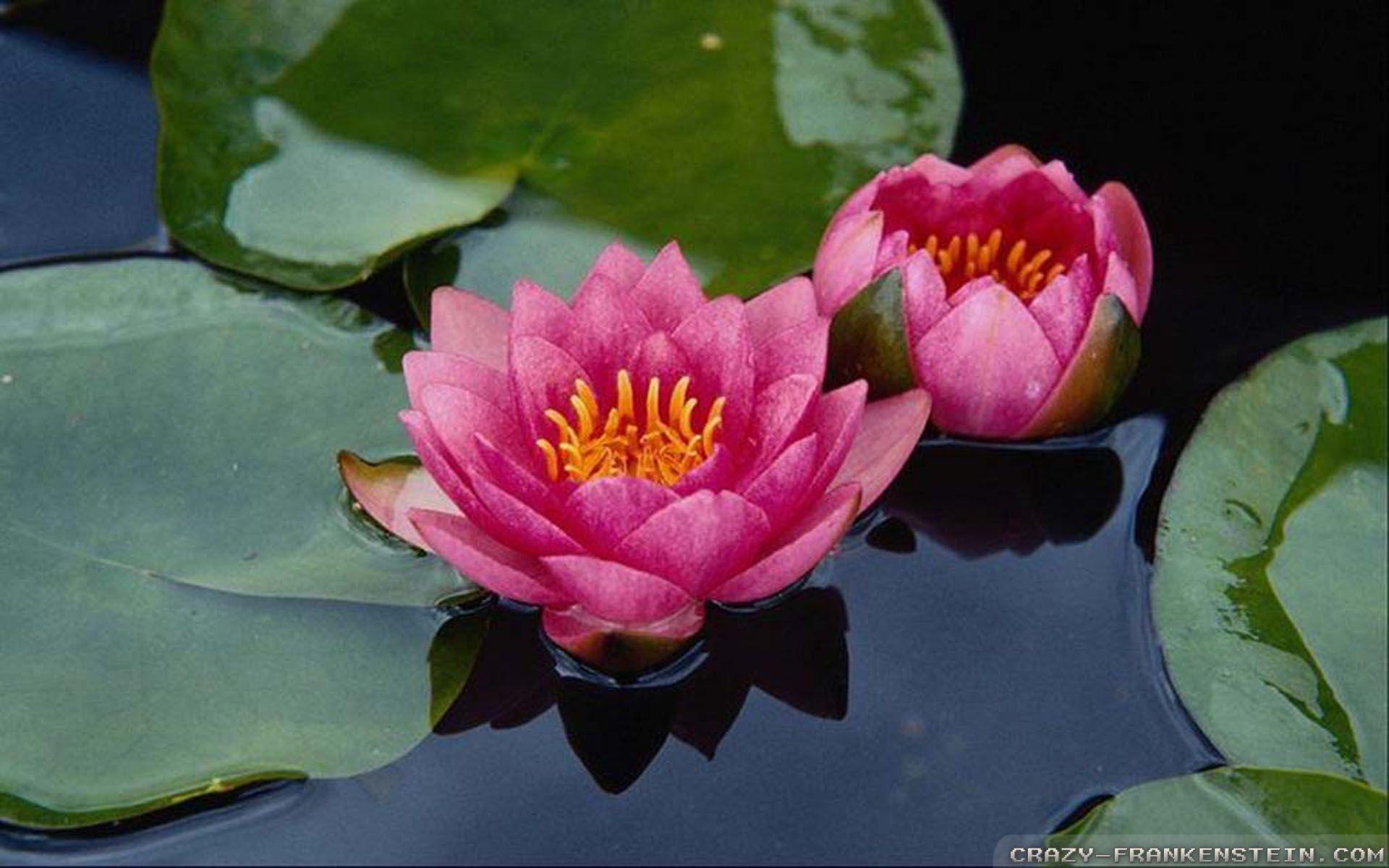 Red Lotus Flower Wallpapers - Top Free Red Lotus Flower Backgrounds ...