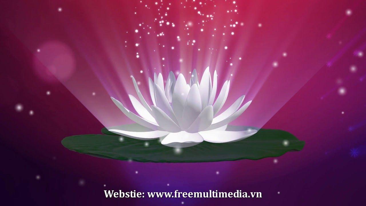 Neon Lotus Flower Wallpapers - Top Free Neon Lotus Flower Backgrounds ...