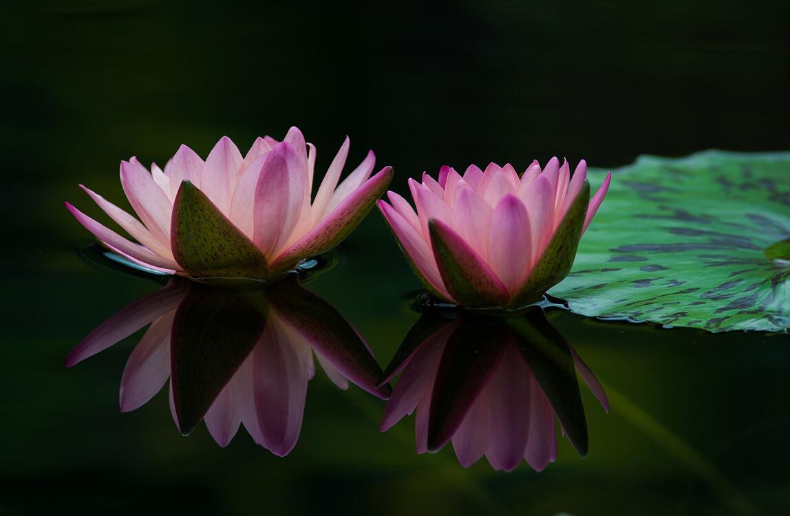 Neon Lotus Flower Wallpapers - Top Free Neon Lotus Flower Backgrounds ...