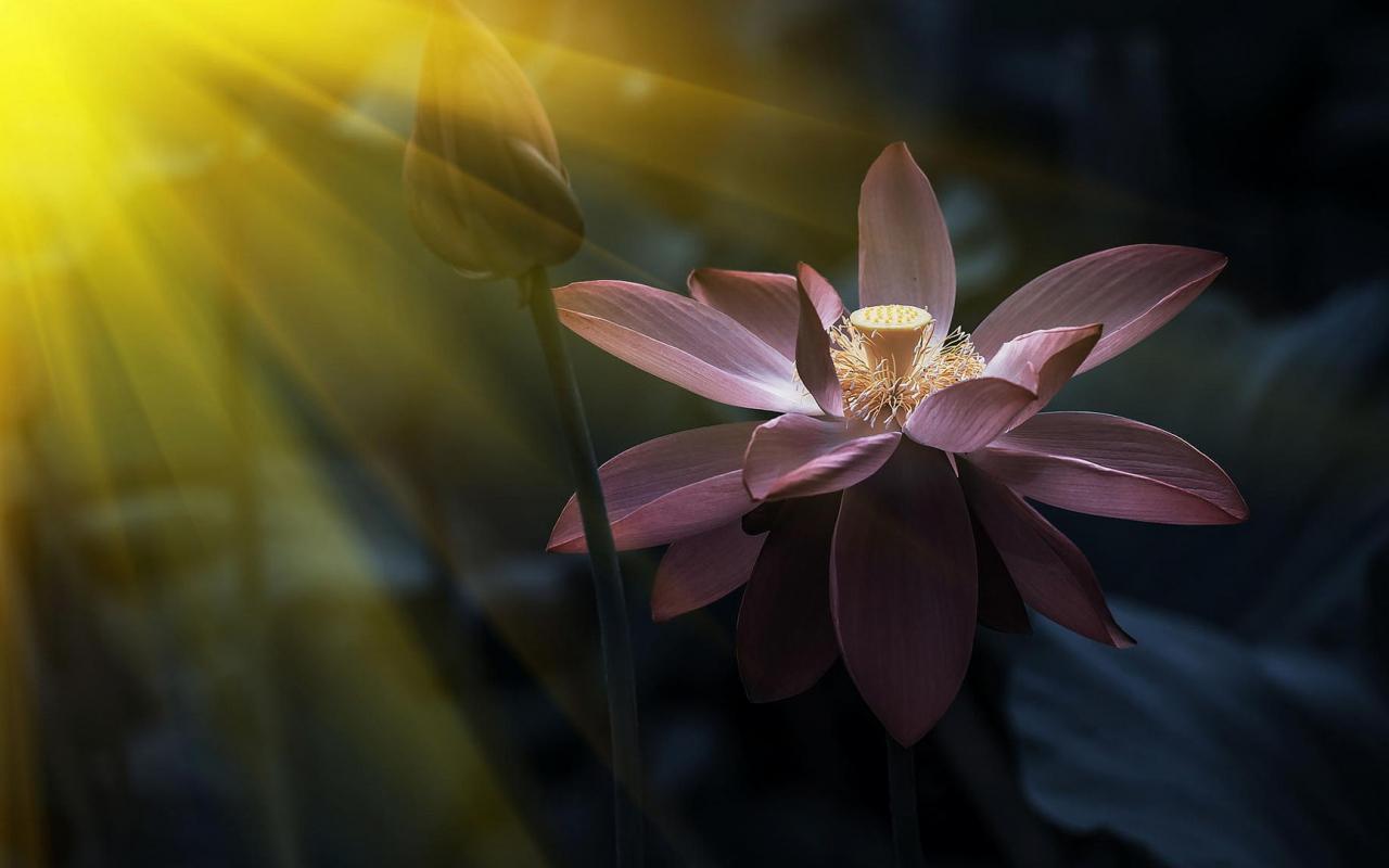 Red Lotus Flower Wallpapers - Top Free Red Lotus Flower Backgrounds ...