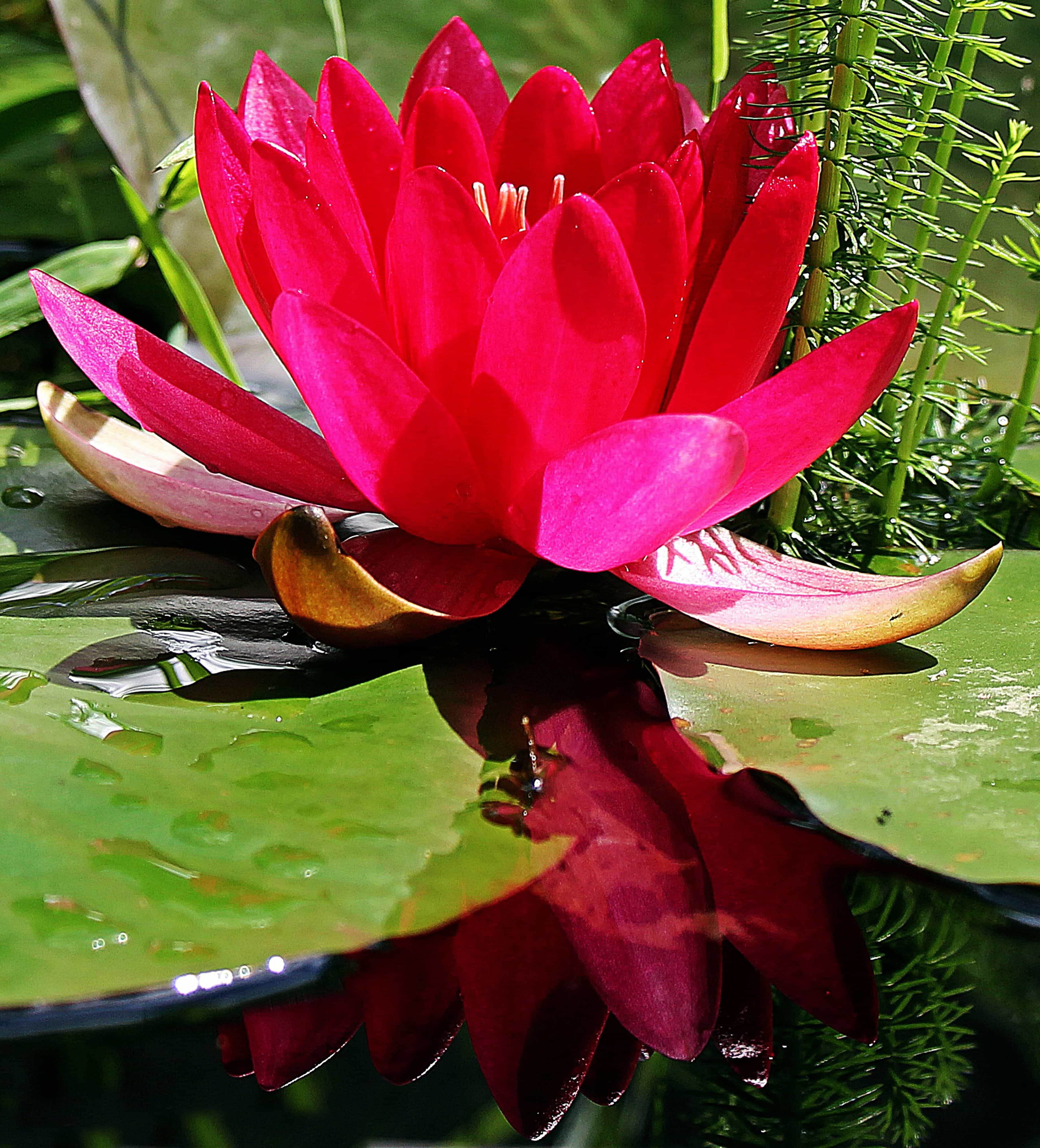 Red Lotus Flower Wallpapers - Top Free Red Lotus Flower Backgrounds ...