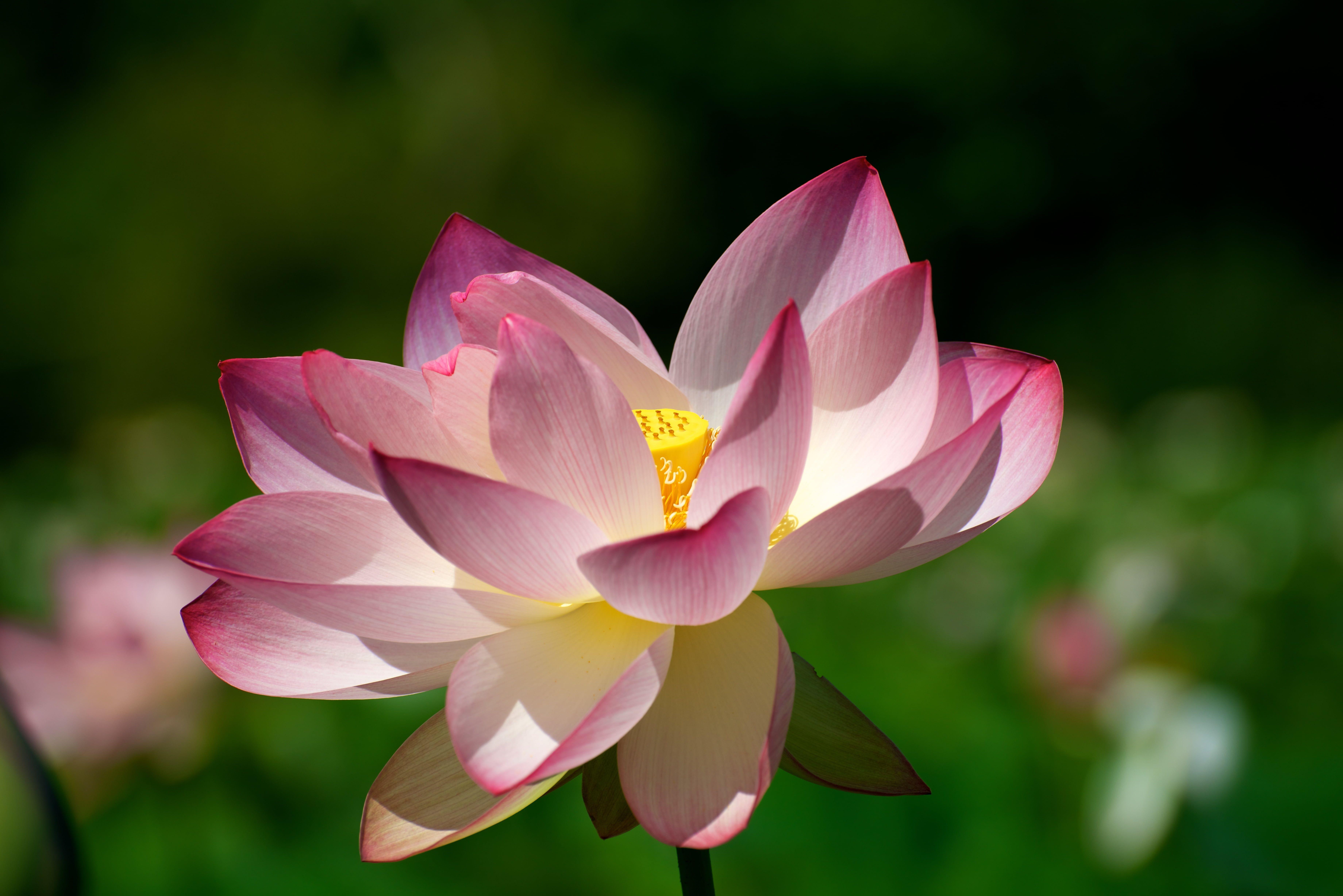 Red Lotus Flower Wallpapers - Top Free Red Lotus Flower Backgrounds ...
