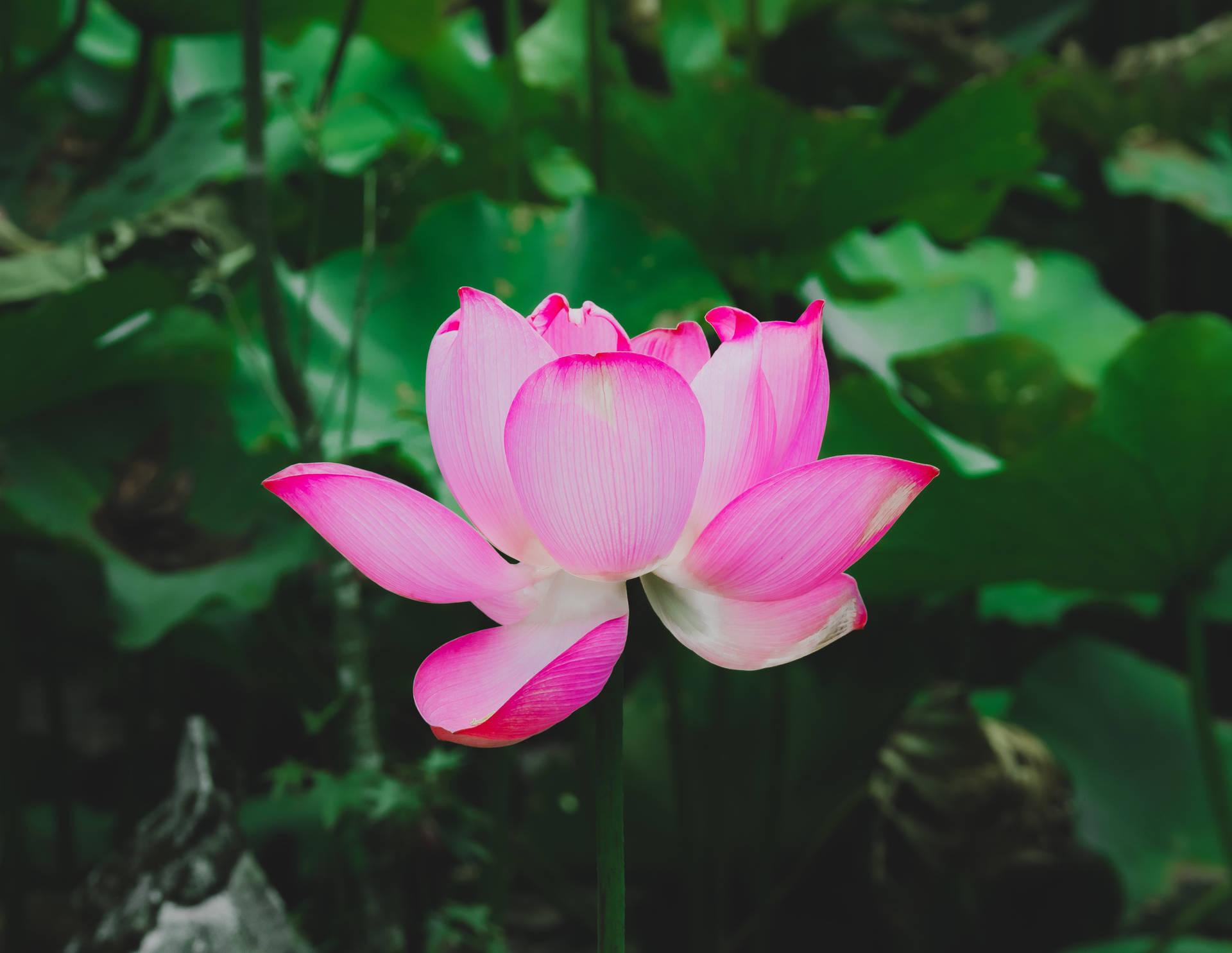 Red Lotus Flower Wallpapers - Top Free Red Lotus Flower Backgrounds ...