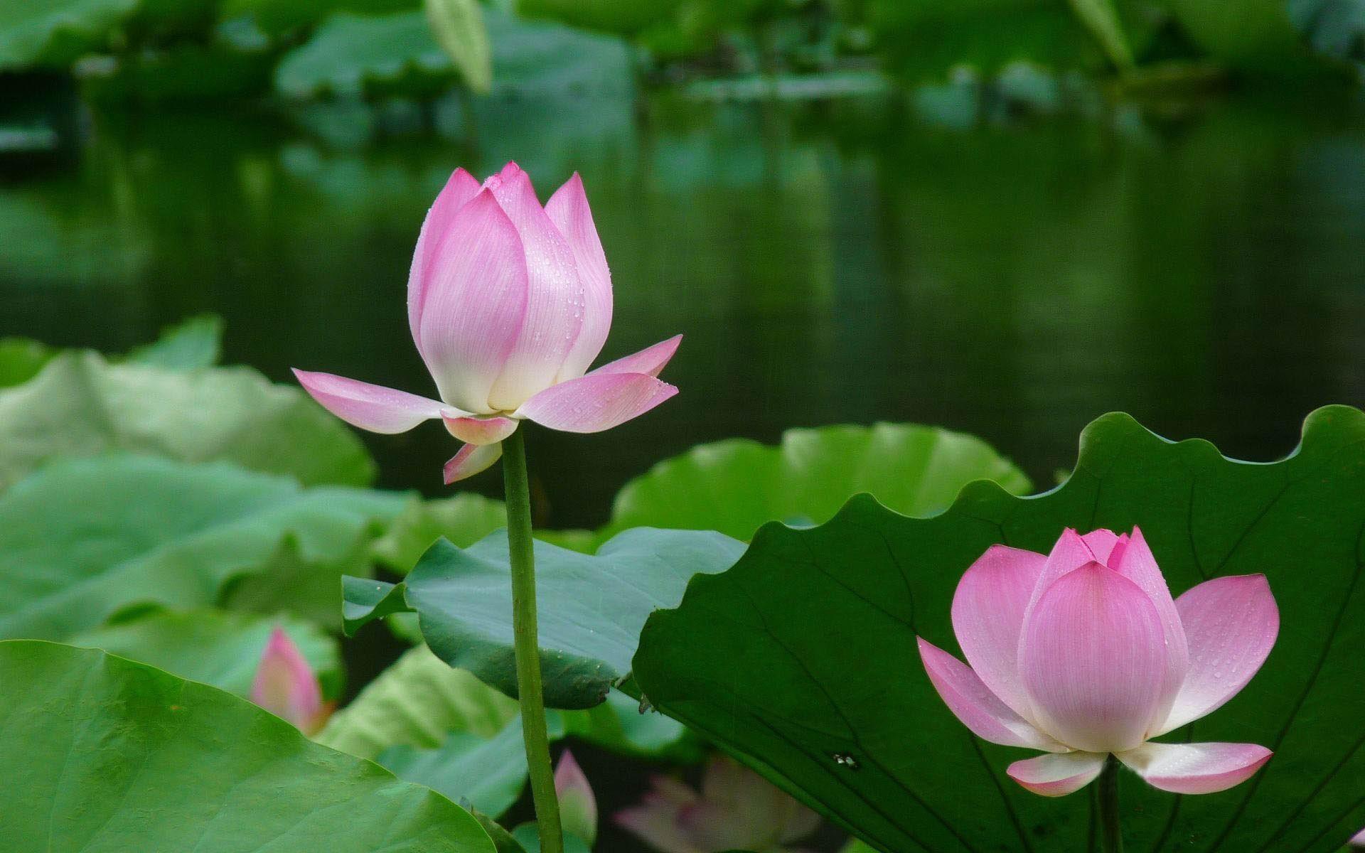 Red Lotus Flower Wallpapers - Top Free Red Lotus Flower Backgrounds ...