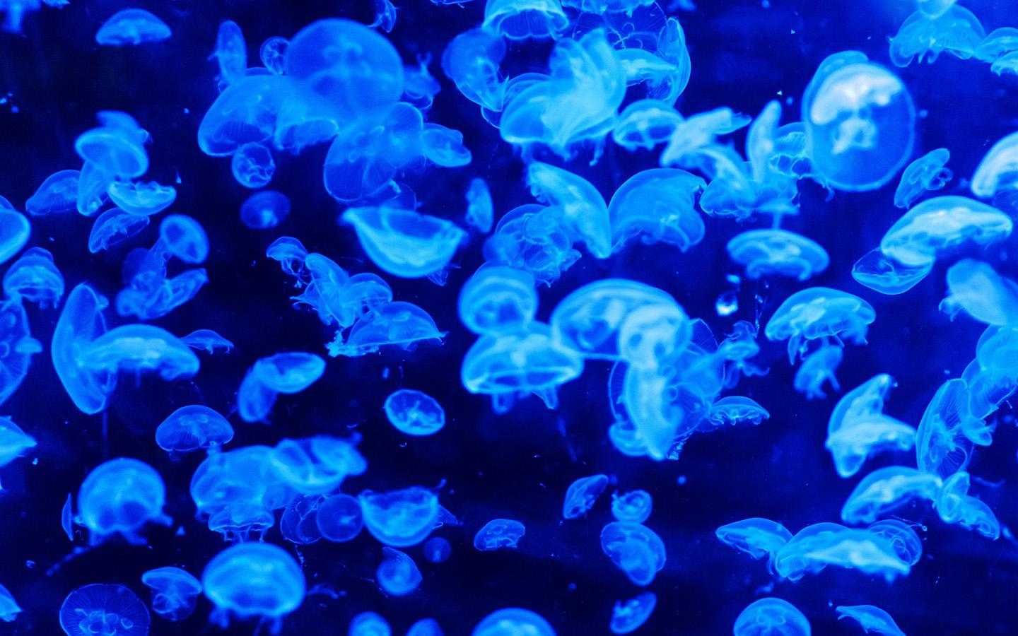 Jellyfish Laptop Wallpapers - Top Free Jellyfish Laptop Backgrounds ...