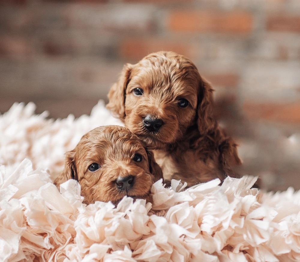 Mini Goldendoodle Wallpapers - Top Free Mini Goldendoodle Backgrounds ...