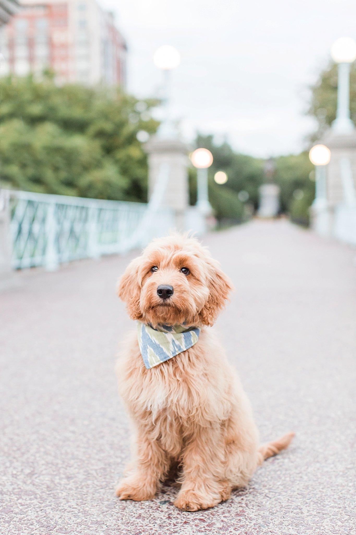 Mini Goldendoodle Wallpapers - Top Free Mini Goldendoodle Backgrounds ...