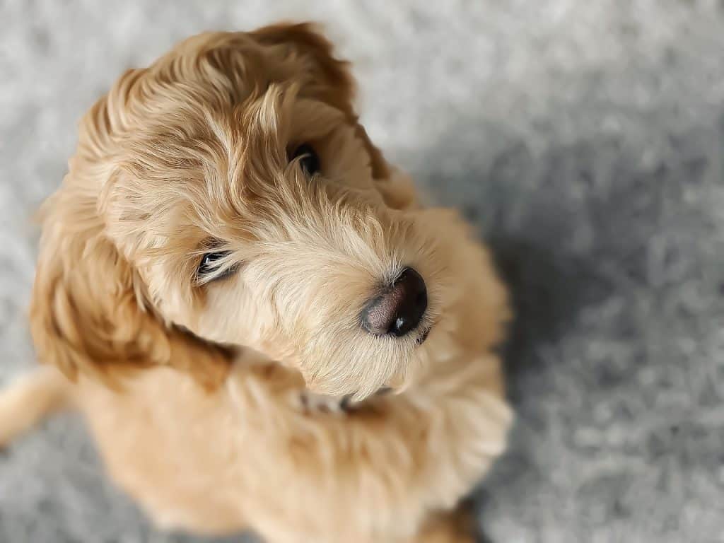 Mini Goldendoodle Wallpapers - Top Free Mini Goldendoodle Backgrounds ...