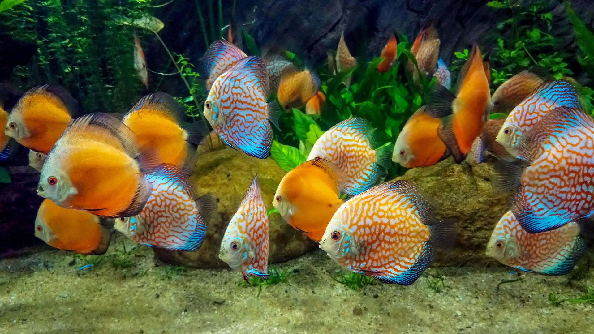 4K Aquarium Wallpapers - Top Free 4K Aquarium Backgrounds - WallpaperAccess