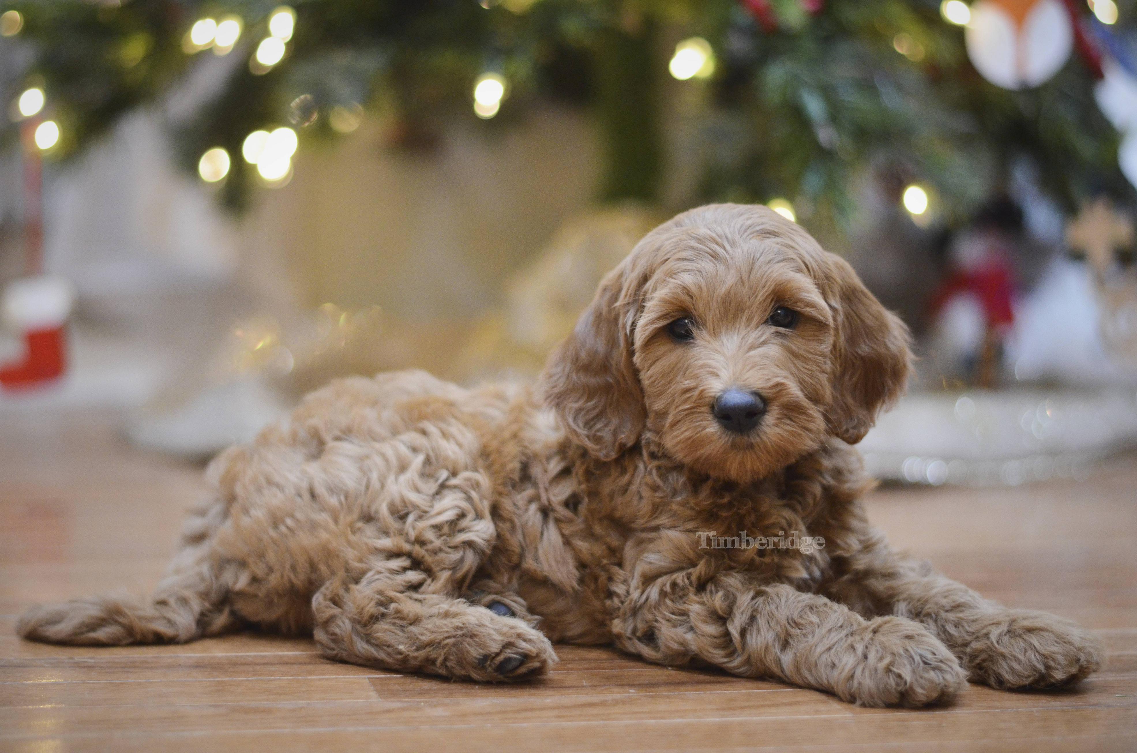 Mini Goldendoodle Wallpapers - Top Free Mini Goldendoodle Backgrounds ...