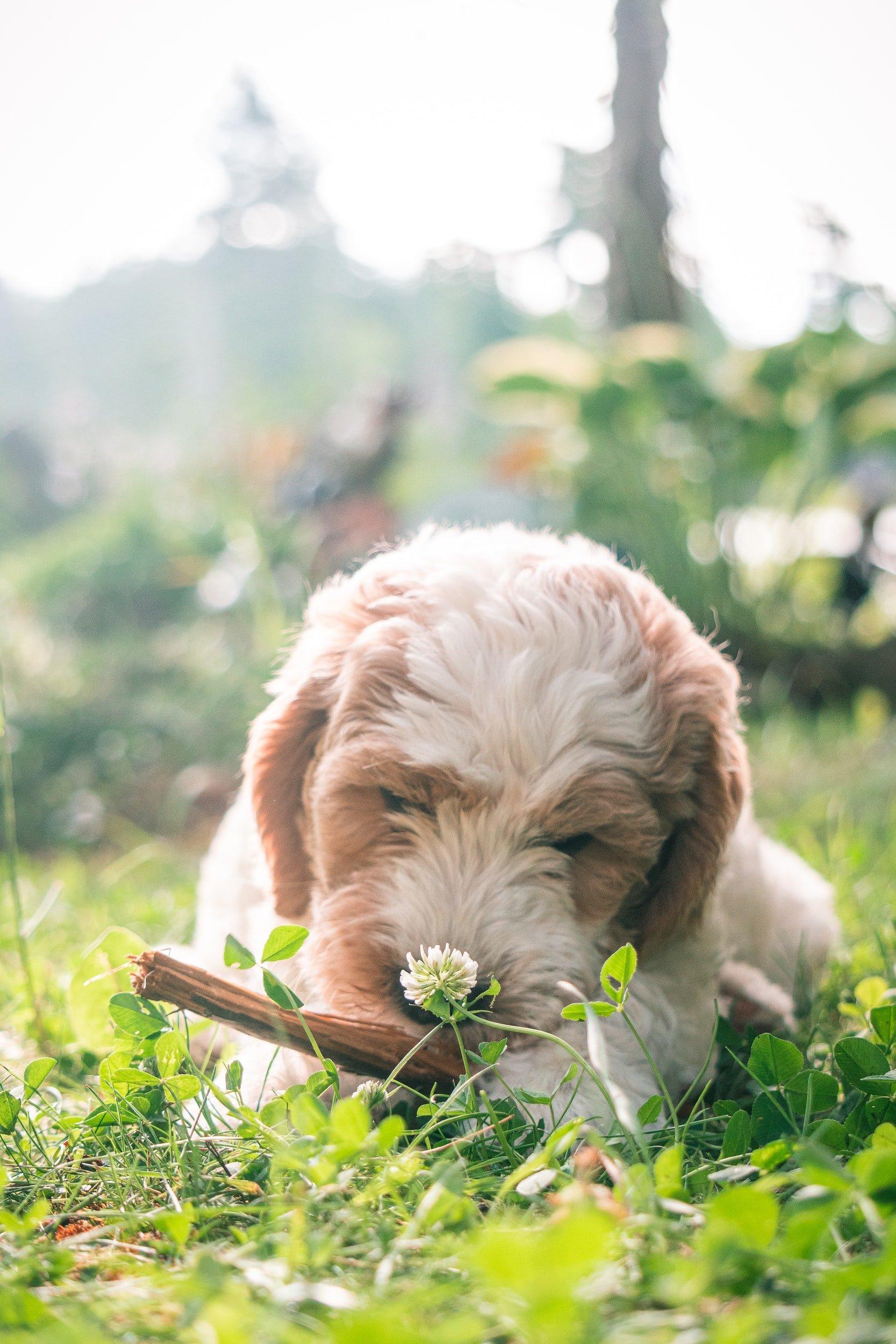 Mini Goldendoodle Wallpapers - Top Free Mini Goldendoodle Backgrounds ...