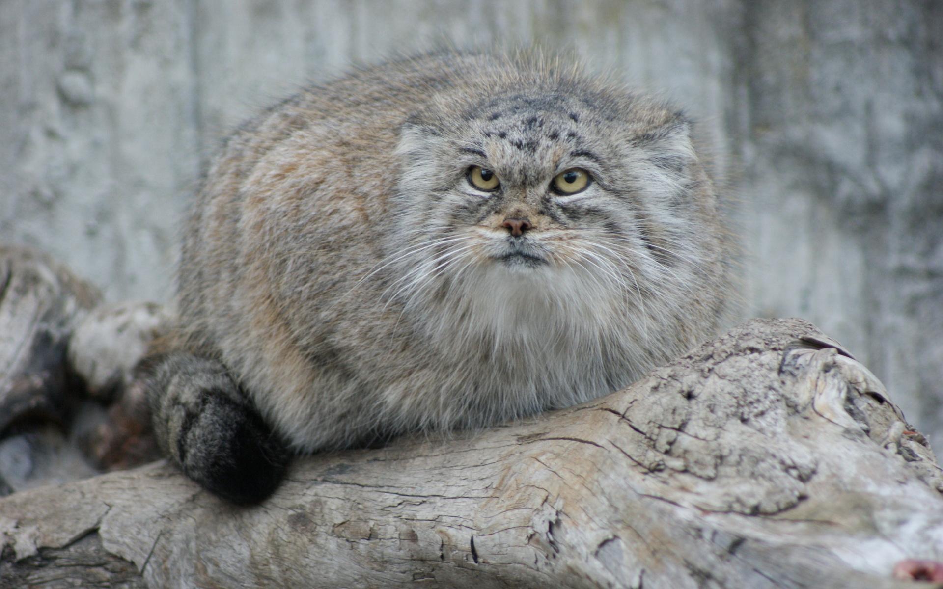 Pallas Cat Wallpapers - Top Free Pallas Cat Backgrounds - WallpaperAccess