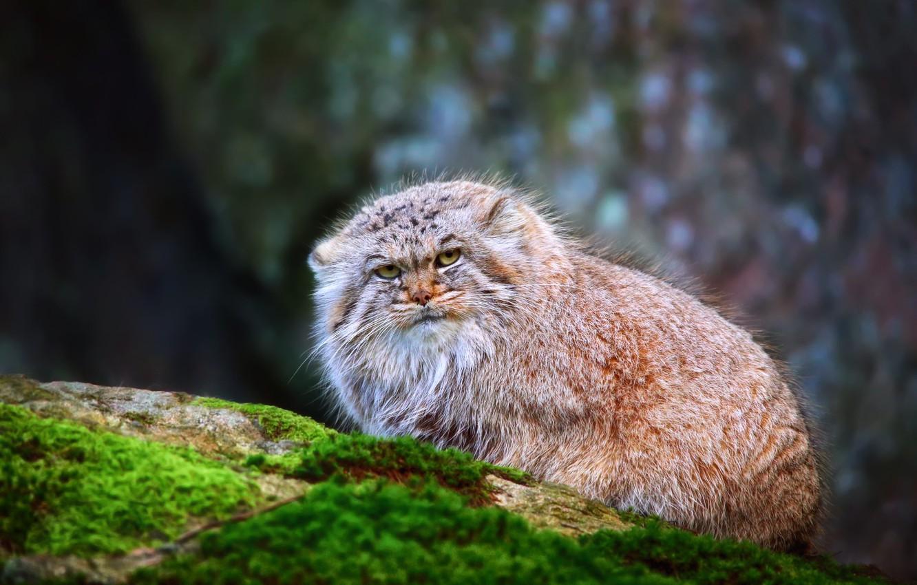 Pallas Cat Wallpapers - Top Free Pallas Cat Backgrounds - WallpaperAccess