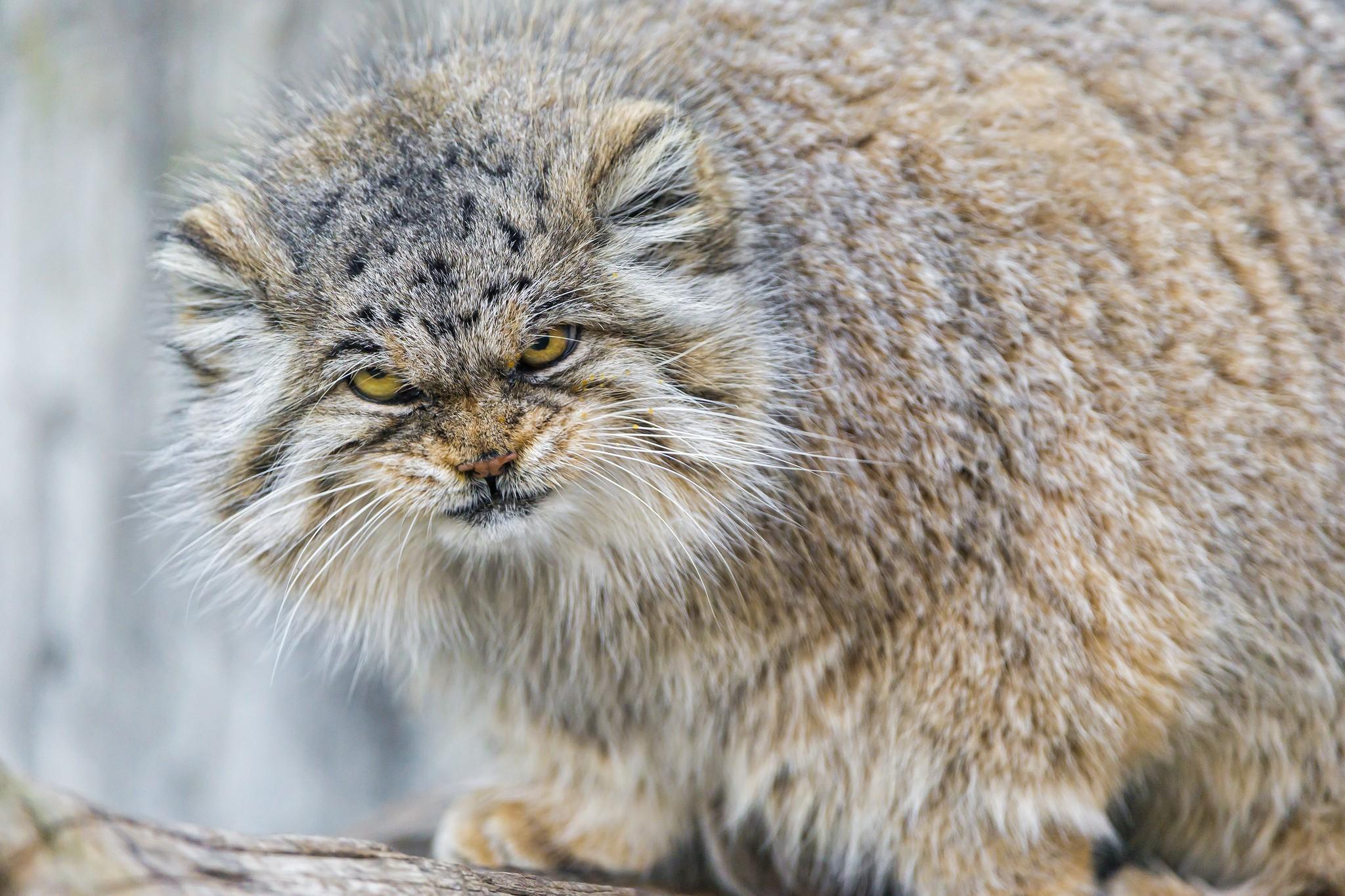 Pallas Cat Wallpapers - Top Free Pallas Cat Backgrounds - WallpaperAccess