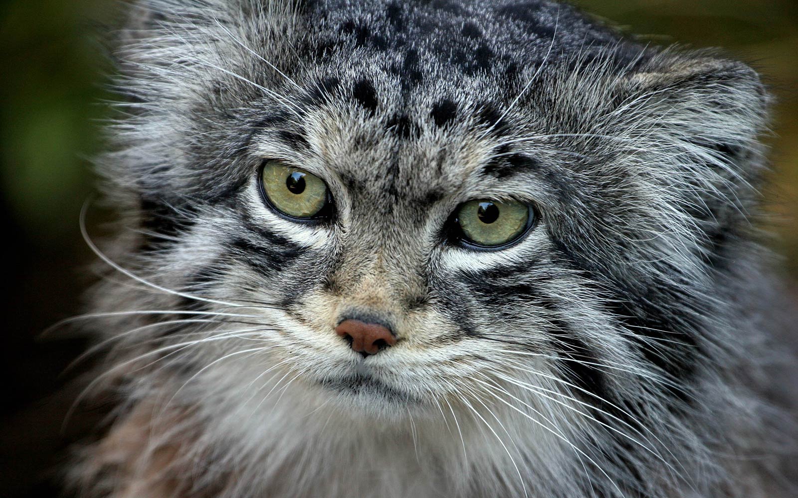Pallas Cat Wallpapers - Top Free Pallas Cat Backgrounds - WallpaperAccess