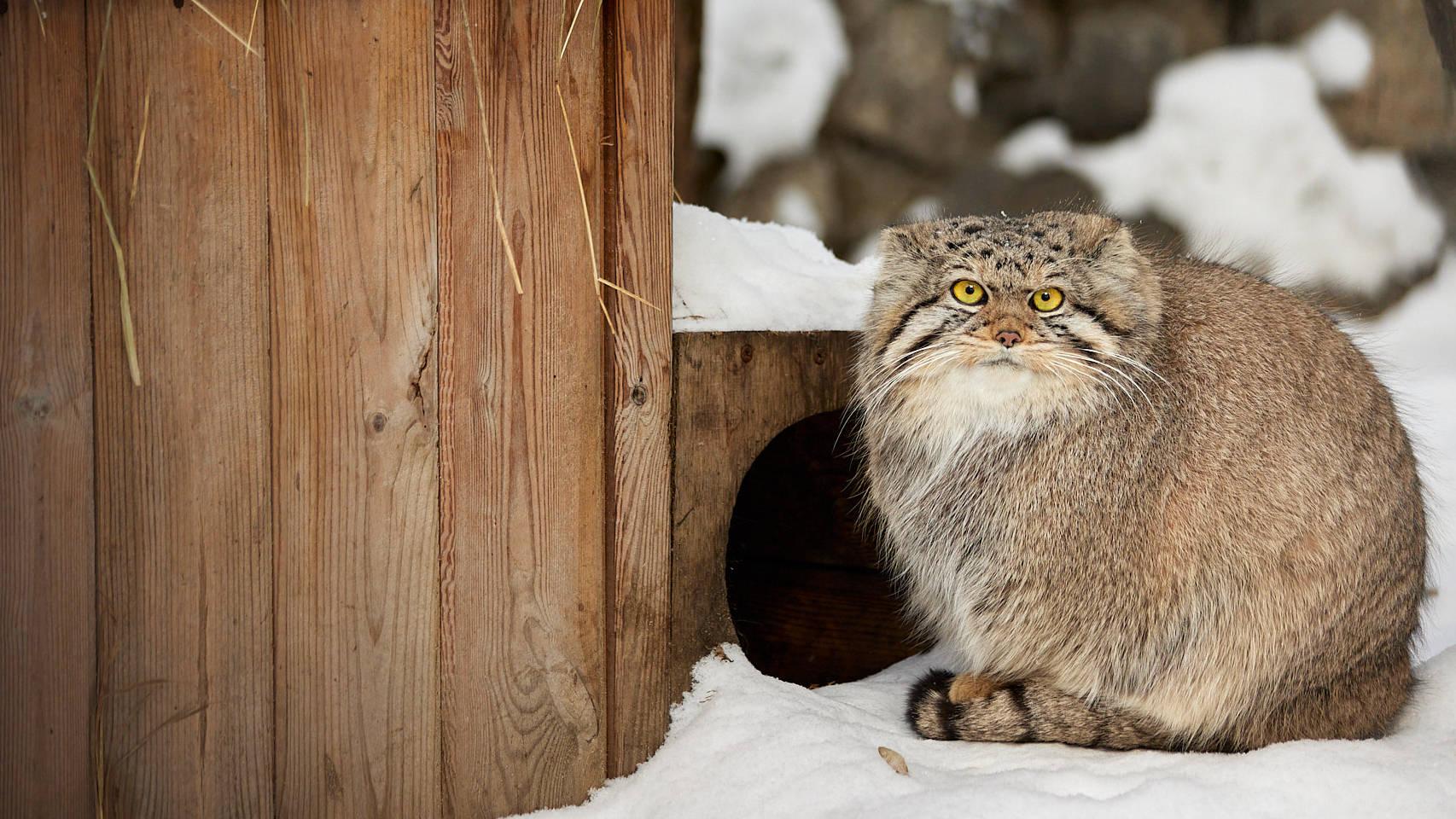 Pallas Cat Wallpapers - Top Free Pallas Cat Backgrounds - WallpaperAccess