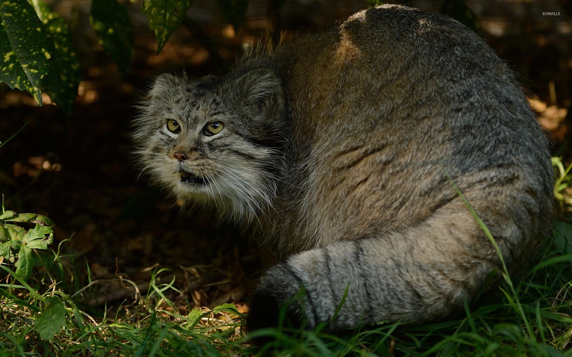 Pallas Cat Wallpapers - Top Free Pallas Cat Backgrounds - WallpaperAccess