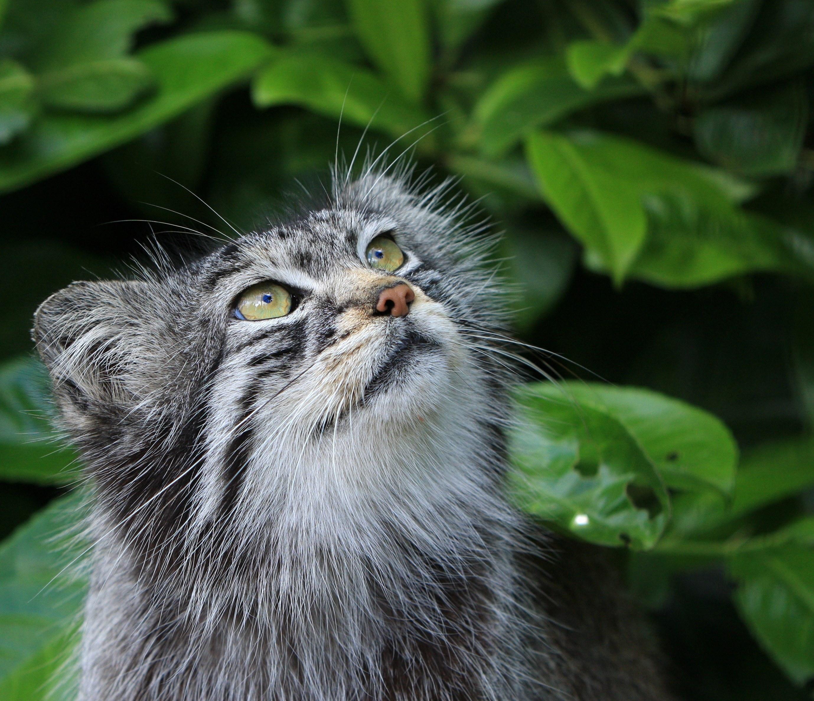 Pallas Cat Wallpapers - Top Free Pallas Cat Backgrounds - WallpaperAccess