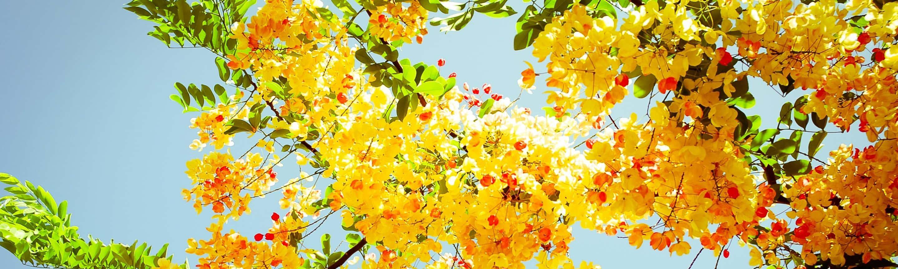 Yellow Dual Monitor Wallpapers - Top Free Yellow Dual Monitor ...