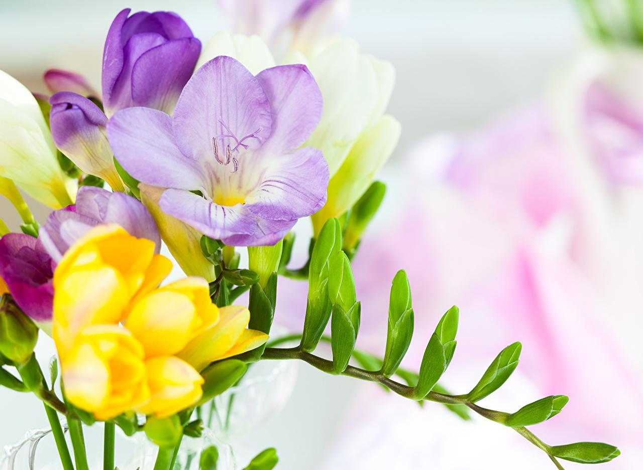 Freesia Wallpapers - Top Free Freesia Backgrounds - WallpaperAccess