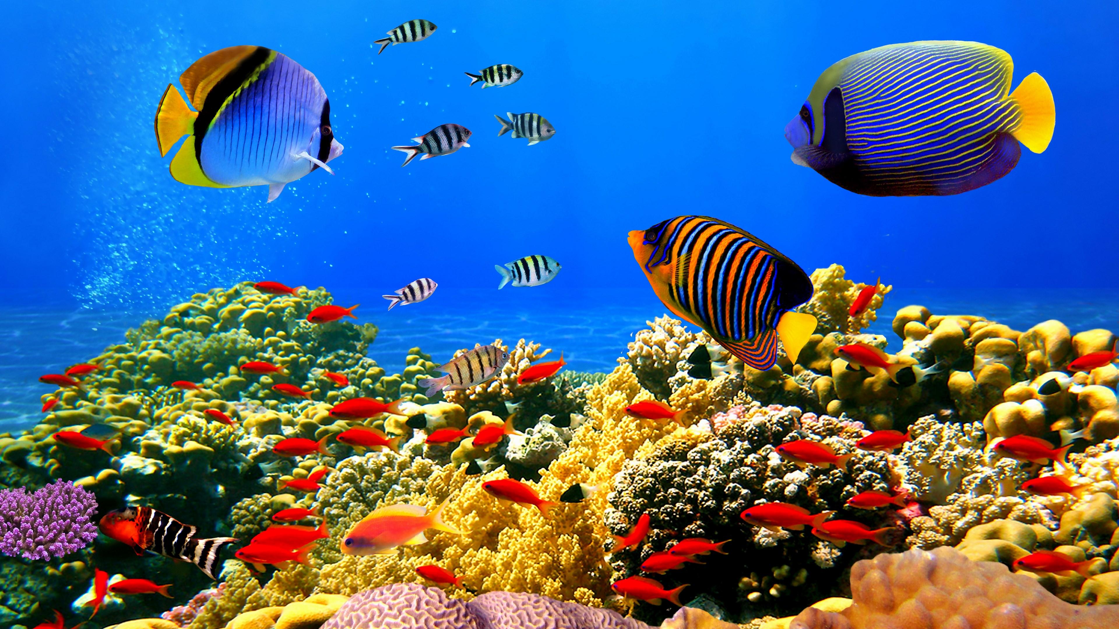 Coral Reef Fish Wallpapers - Top Free Coral Reef Fish Backgrounds ...
