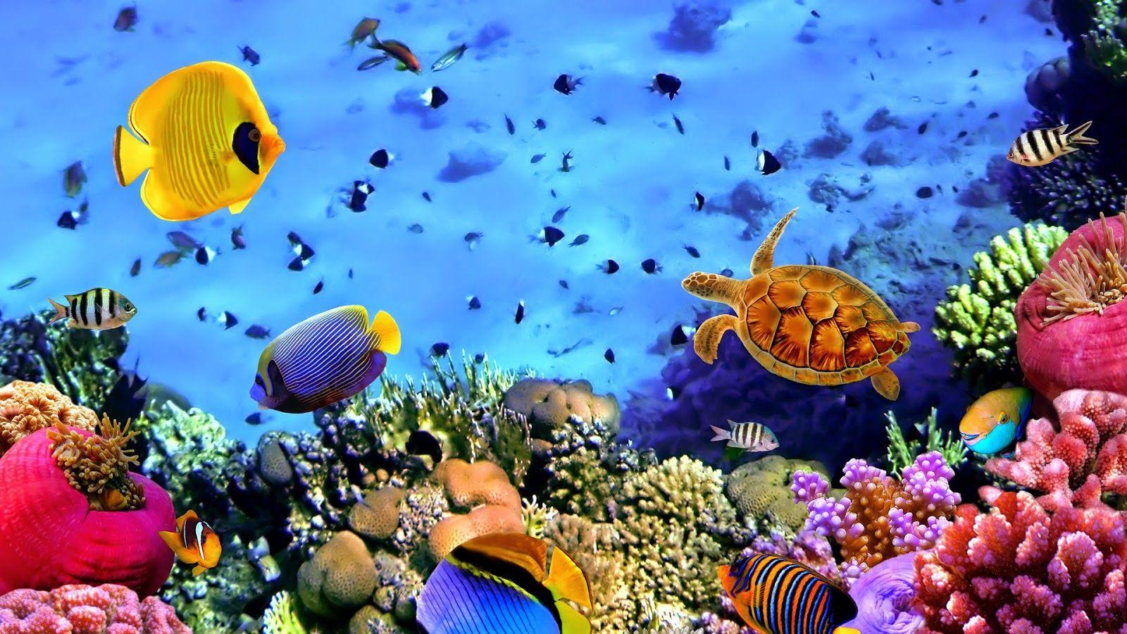 Coral Reef Fish Wallpapers - Top Free Coral Reef Fish Backgrounds ...