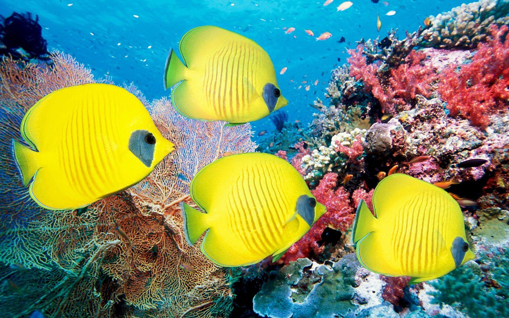 Coral Reef Fish Wallpapers - Top Free Coral Reef Fish Backgrounds ...
