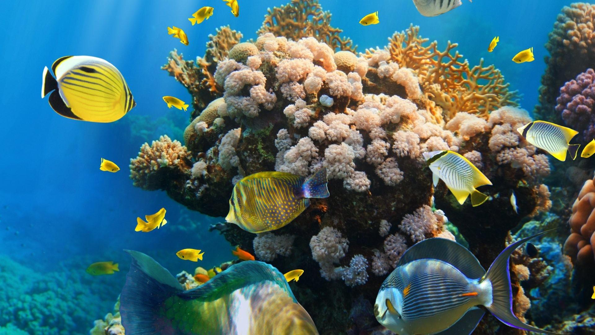 Coral Reef Fish Wallpapers - Top Free Coral Reef Fish Backgrounds ...