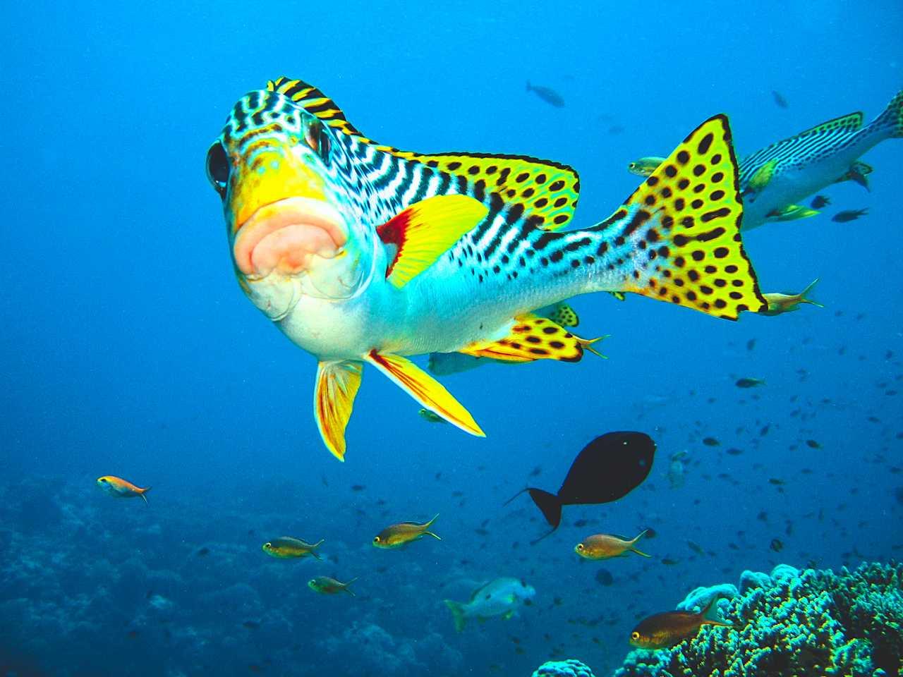 Coral Reef Fish Wallpapers - Top Free Coral Reef Fish Backgrounds ...