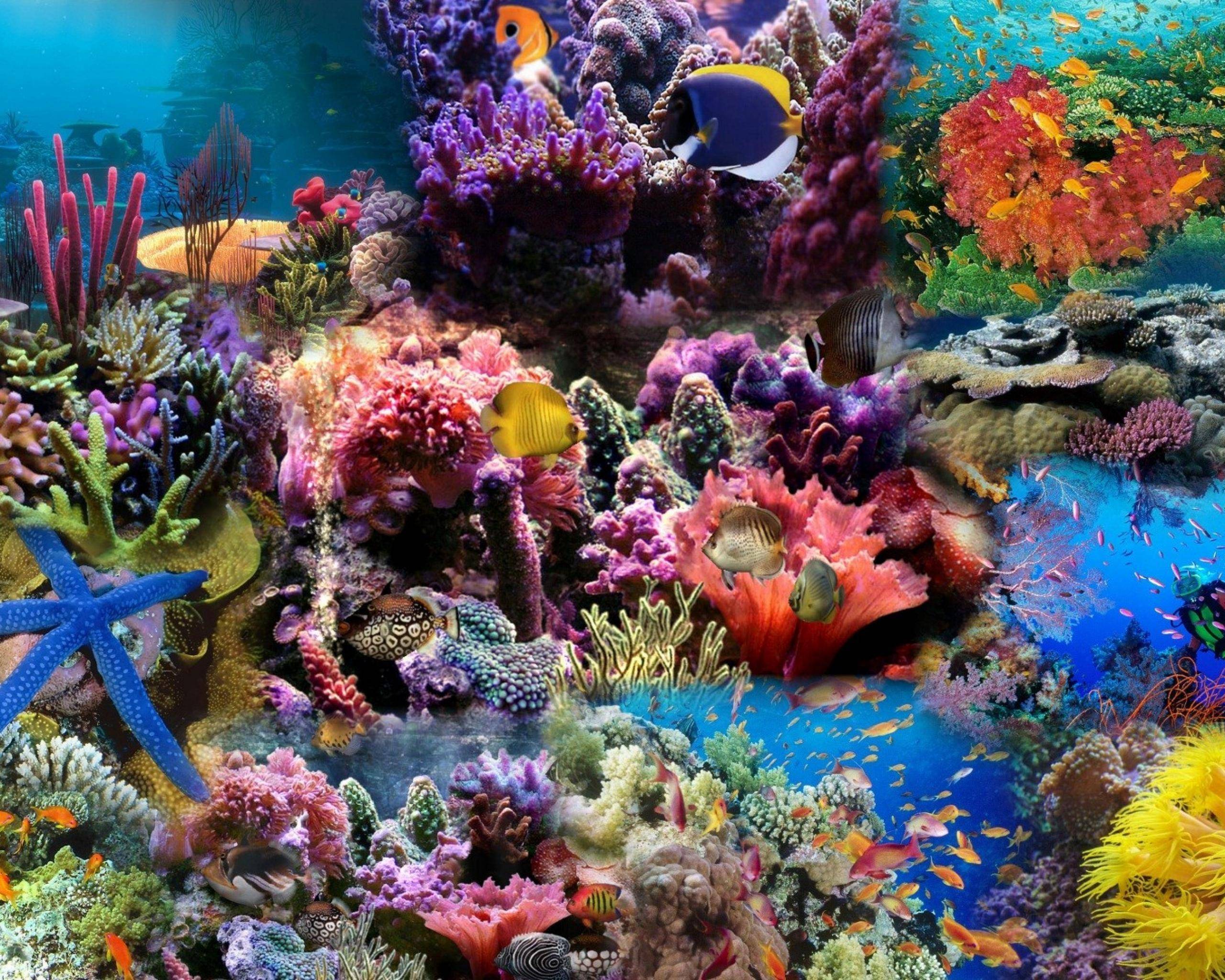 Coral Reef Fish Wallpapers - Top Free Coral Reef Fish Backgrounds ...