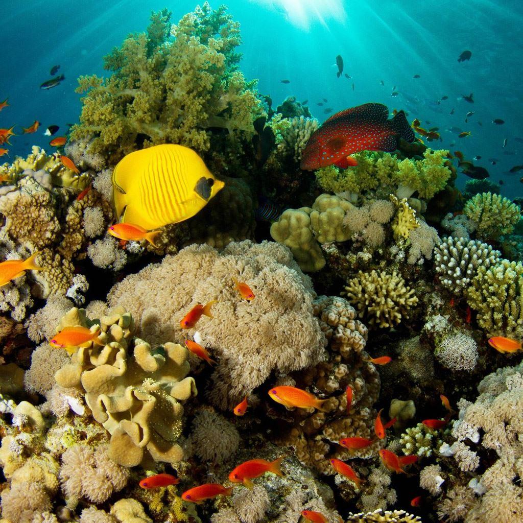 Coral Reef Fish Wallpapers - Top Free Coral Reef Fish Backgrounds ...