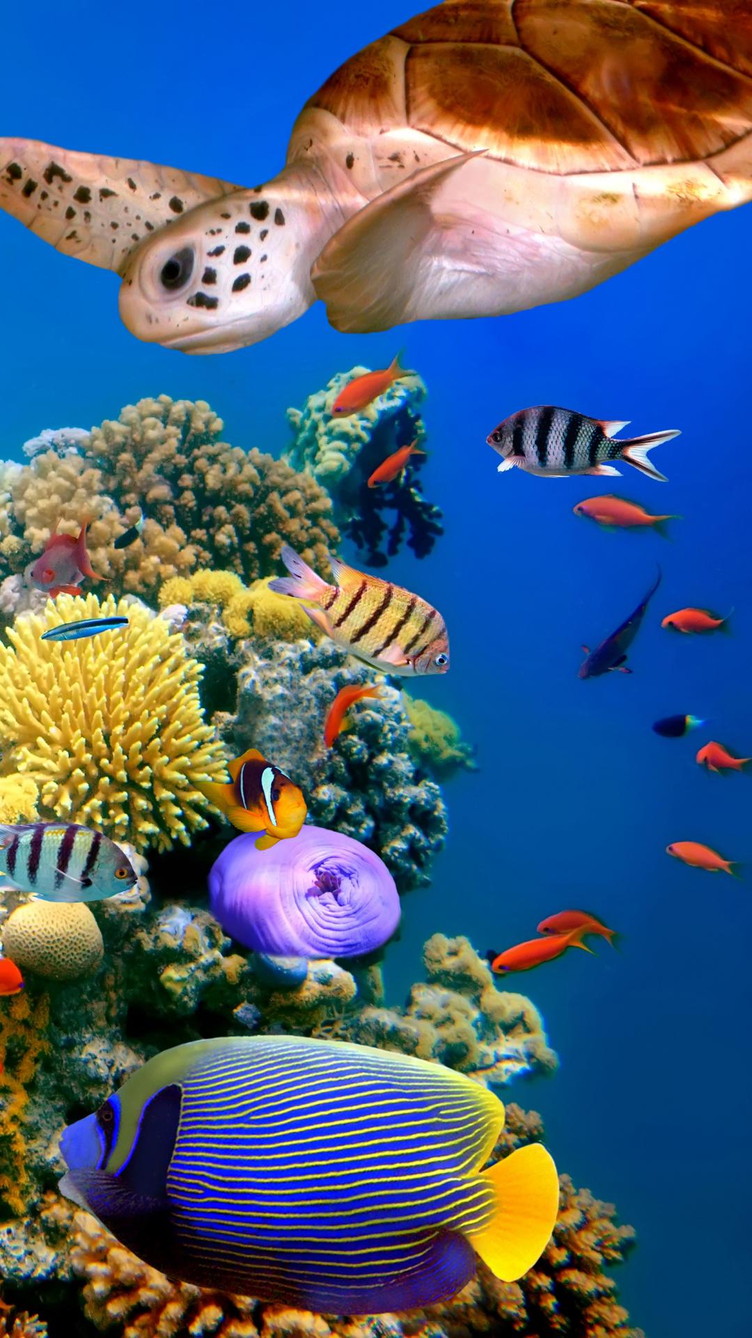 Coral Reef Fish Wallpapers - Top Free Coral Reef Fish Backgrounds ...