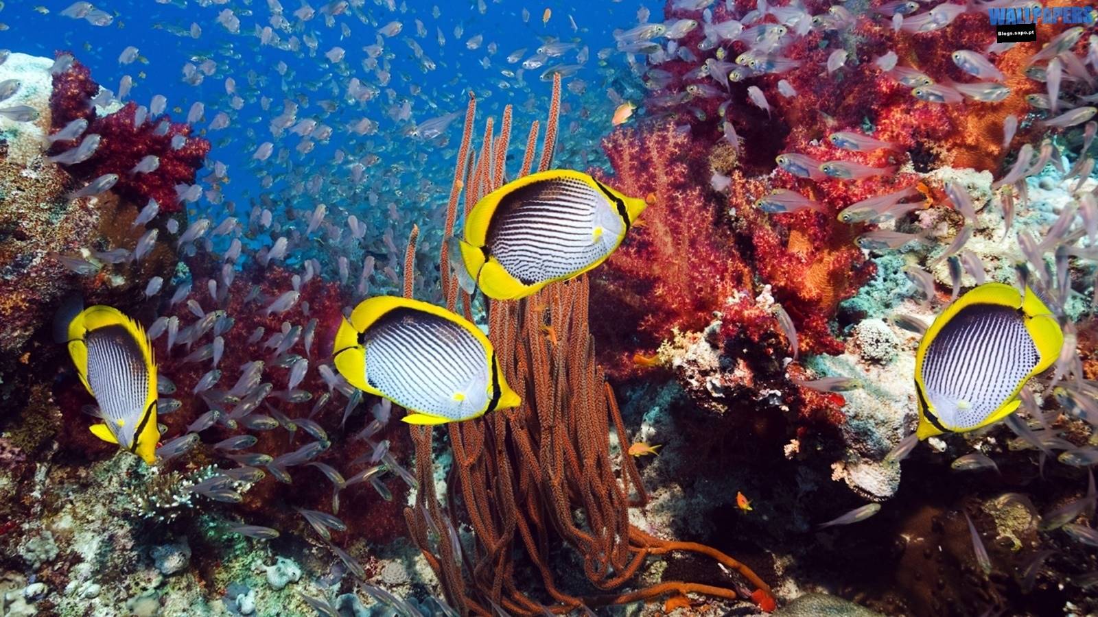 Coral Reef Fish Wallpapers - Top Free Coral Reef Fish Backgrounds ...