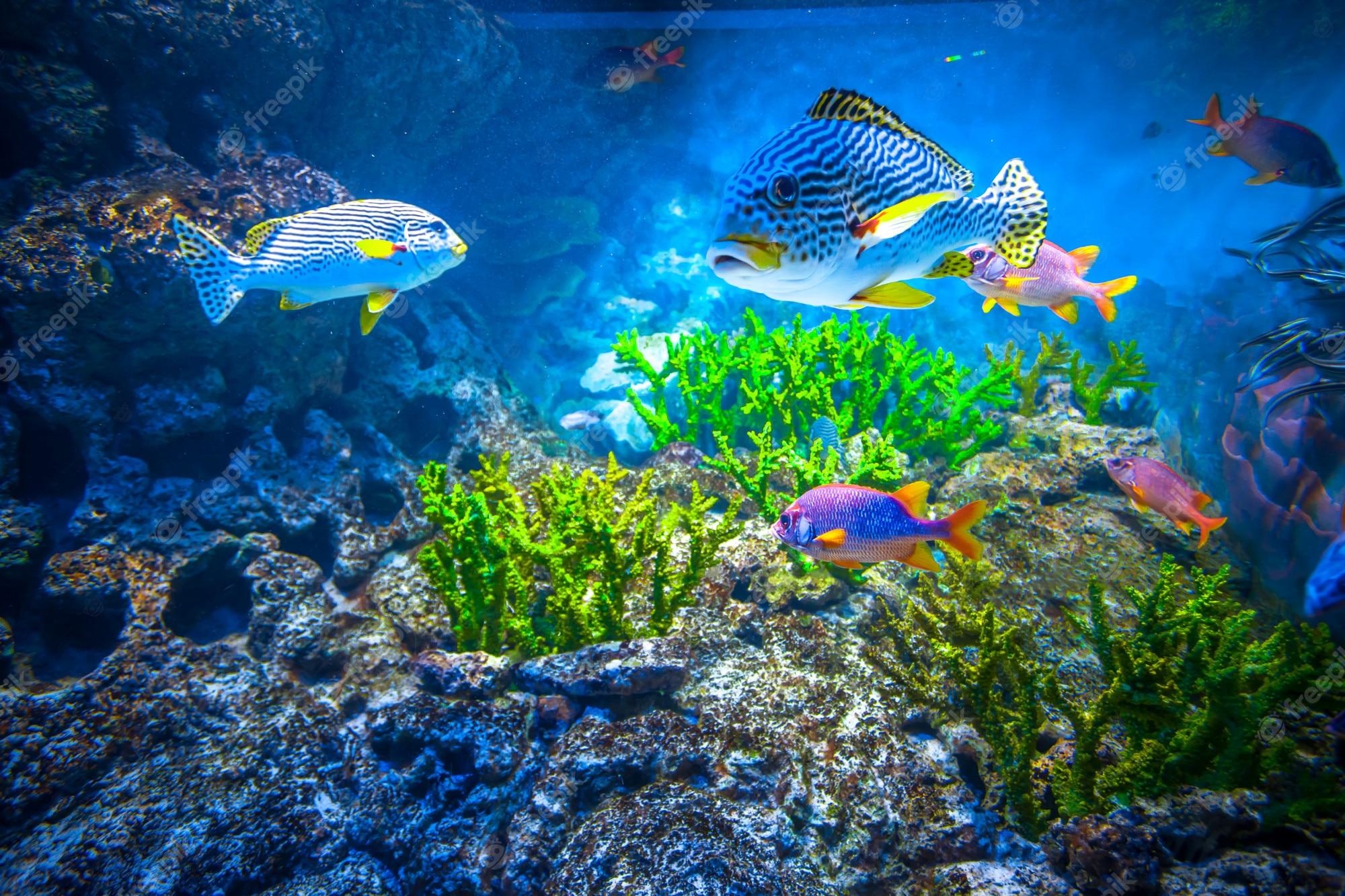 Coral Reef Fish Wallpapers - Top Free Coral Reef Fish Backgrounds ...