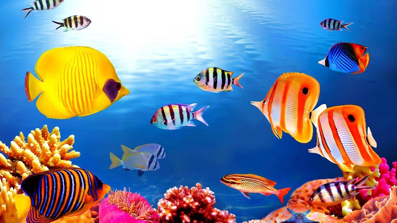 Coral Reef Fish Wallpapers - Top Free Coral Reef Fish Backgrounds ...