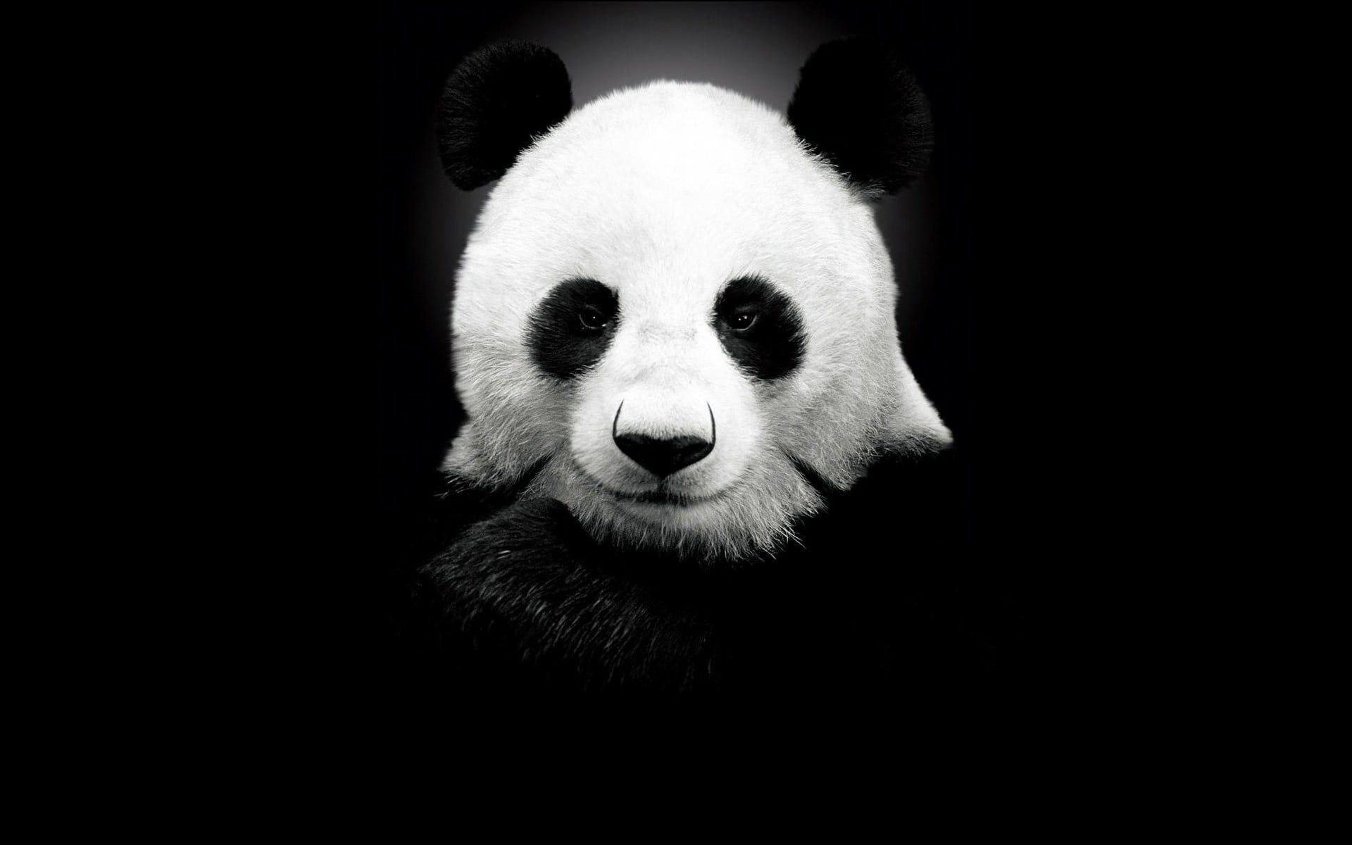 Sad Panda Wallpapers - Top Free Sad Panda Backgrounds - WallpaperAccess