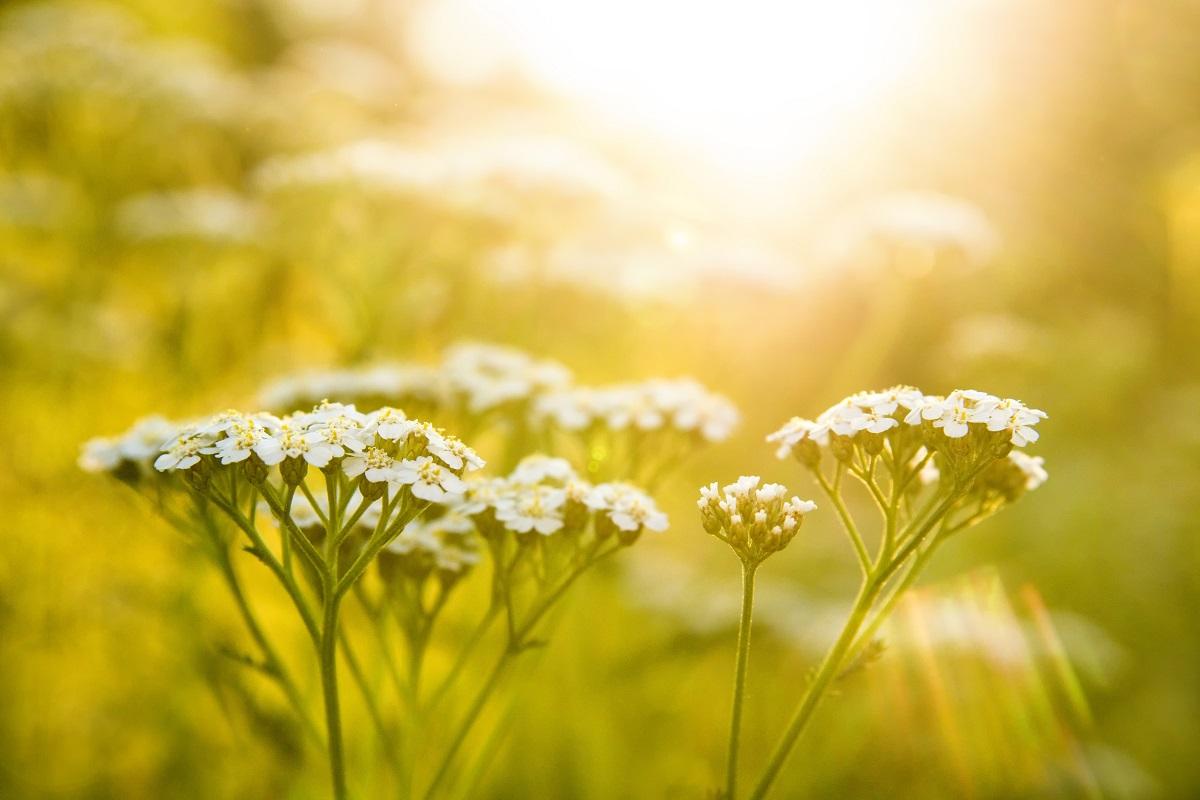 Late Summer Flowers Wallpapers - Top Free Late Summer Flowers ...