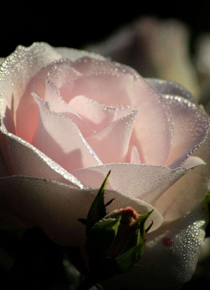 Light-Up Rose iPhone Wallpapers - Top Free Light-Up Rose iPhone ...